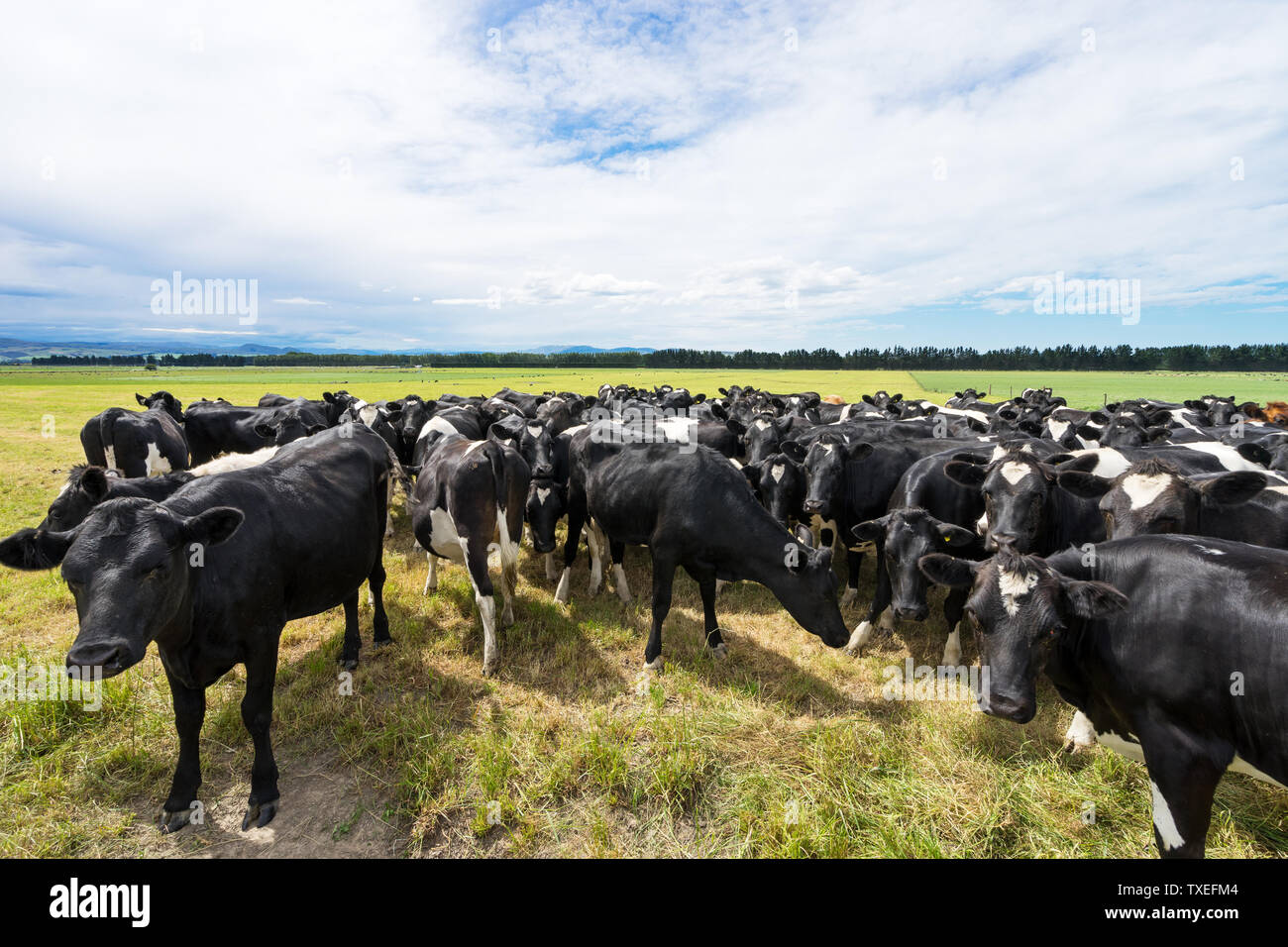 crowded cows in green pasture in blue sky Stock Photo - Alamy