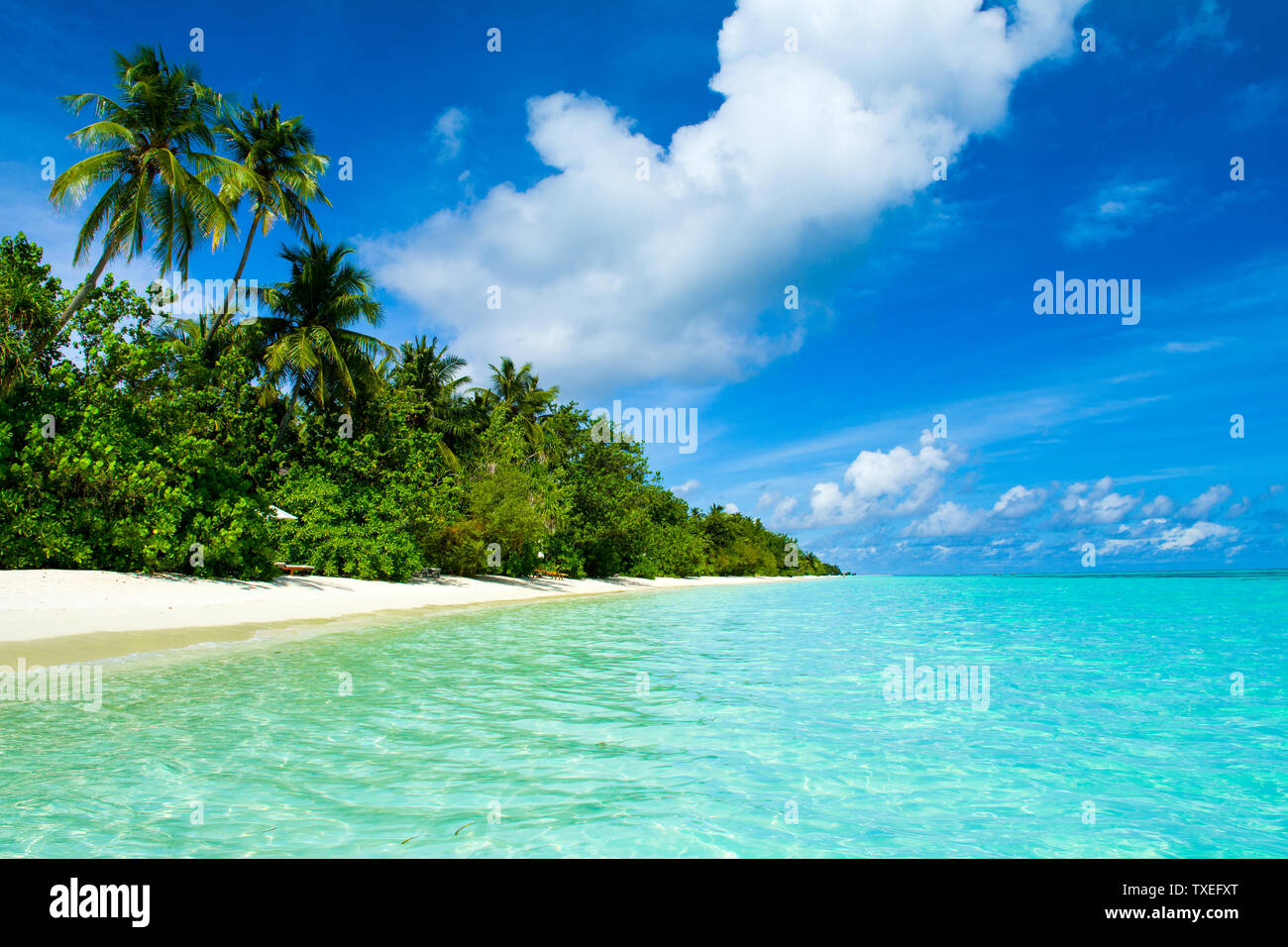 Beautiful panoramic landscape of tropical Maldives island with palms ...