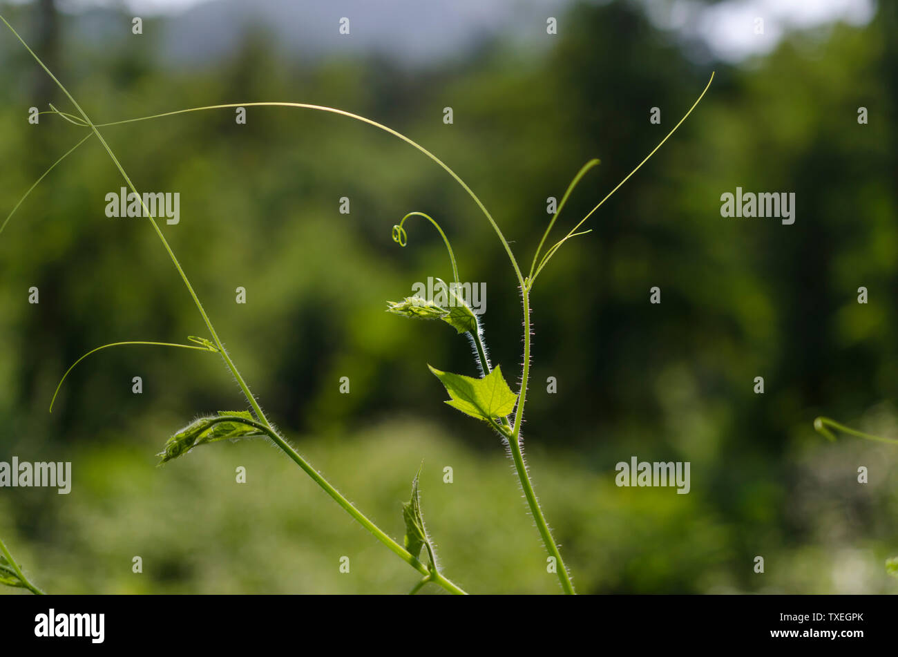Vines planting leaves hi-res stock photography and images - Alamy