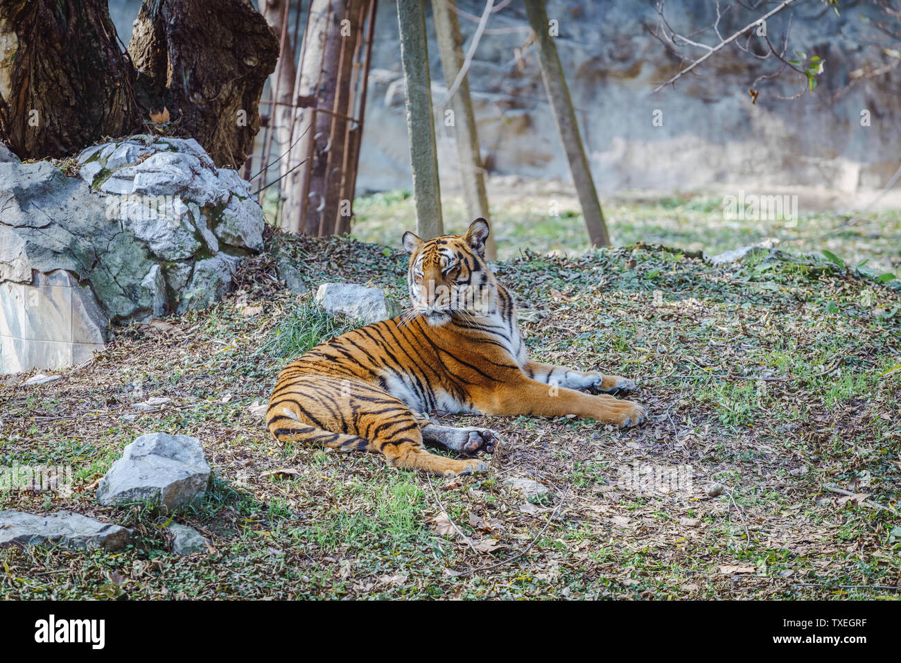 China tiger hunting hi-res stock photography and images - Alamy