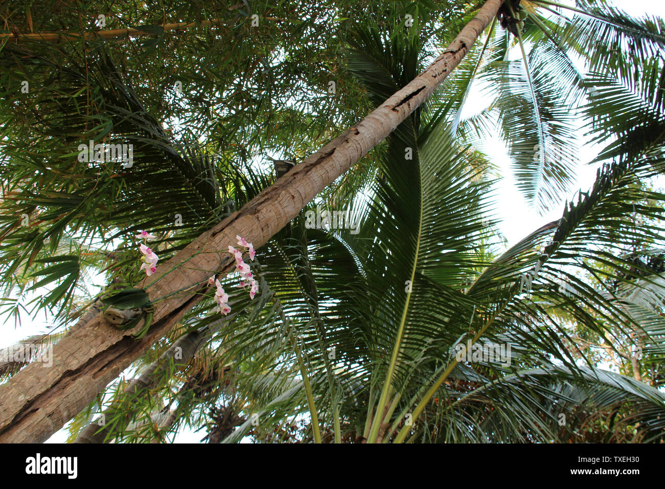 palm trees in Luang Prabang (Laos Stock Photo - Alamy