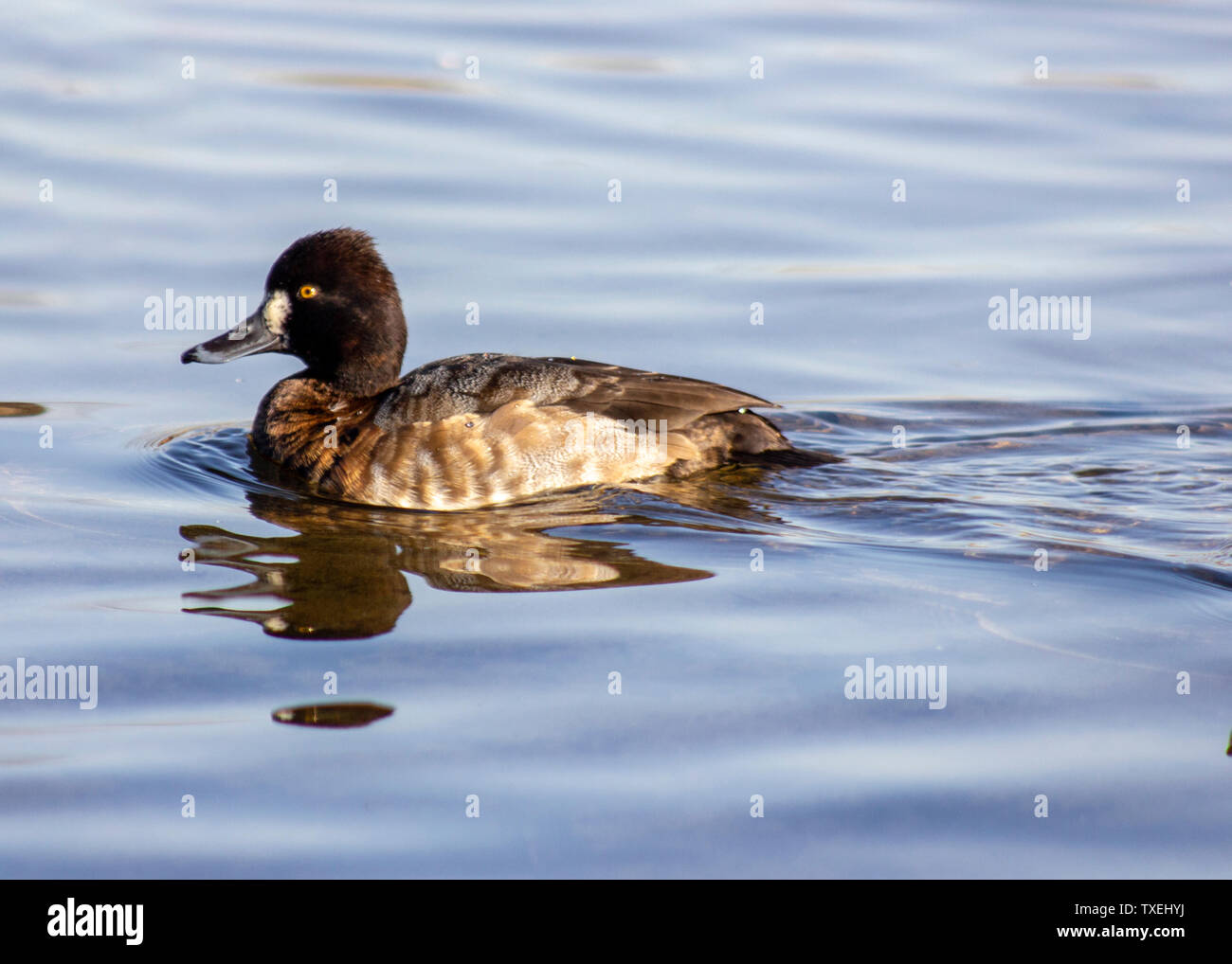 Stunning greate scaup female duck swimming in the lake,in Winter ...