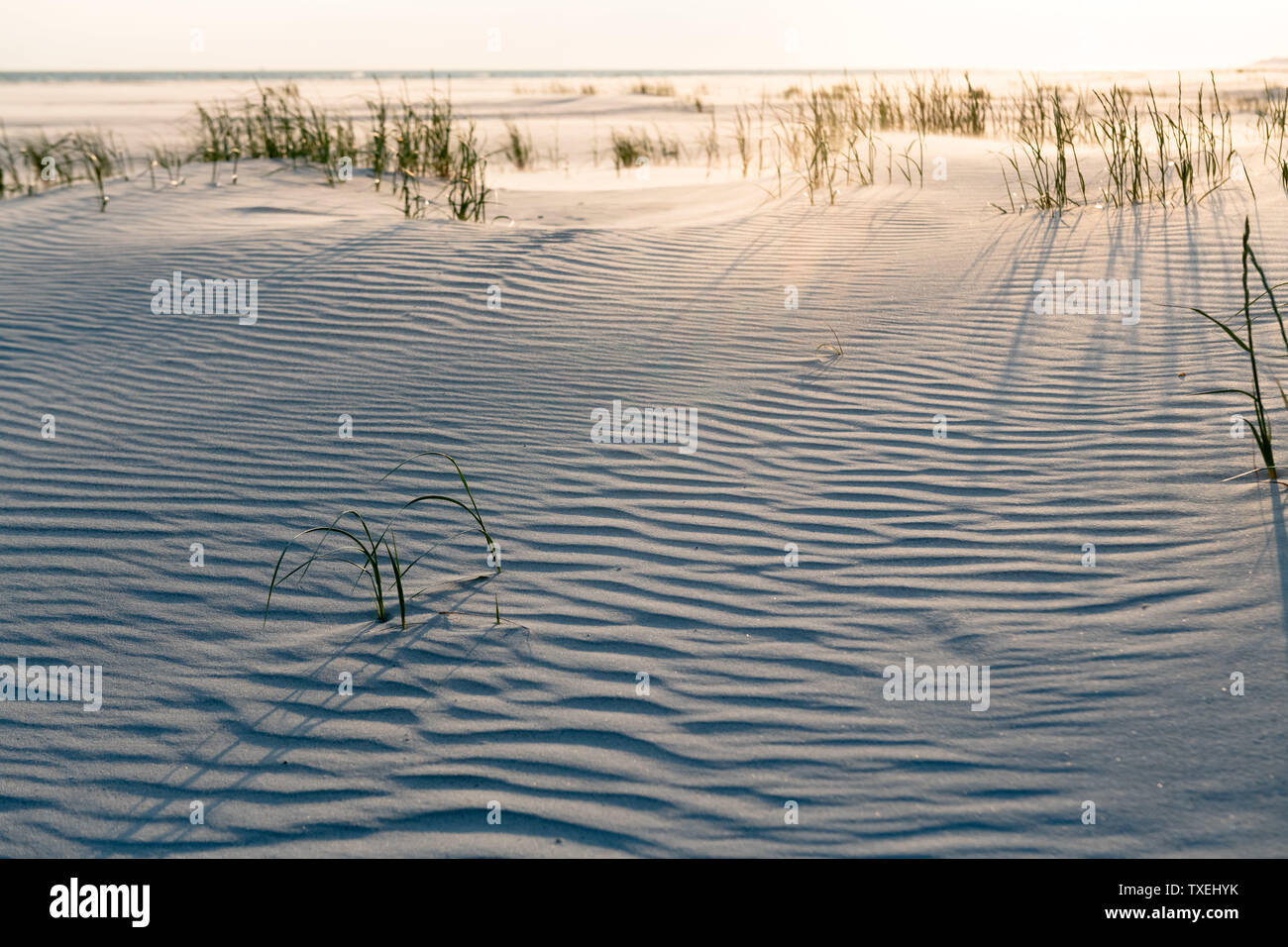 Grasses in the sand dunes cast long shadows on the corrugated sand ...