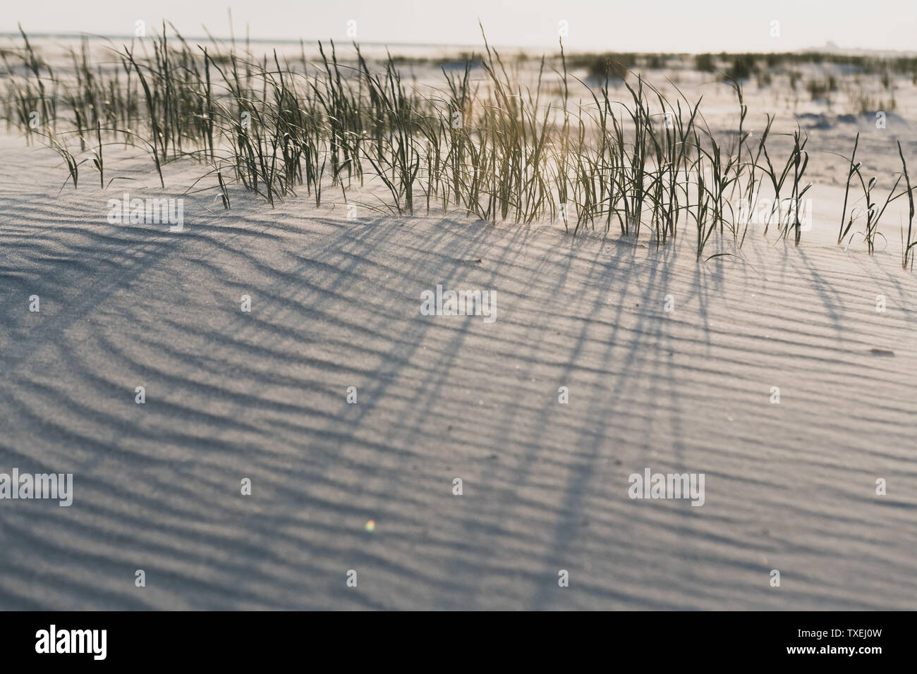 Grasses in the sand dunes cast long shadows on the corrugated sand ...