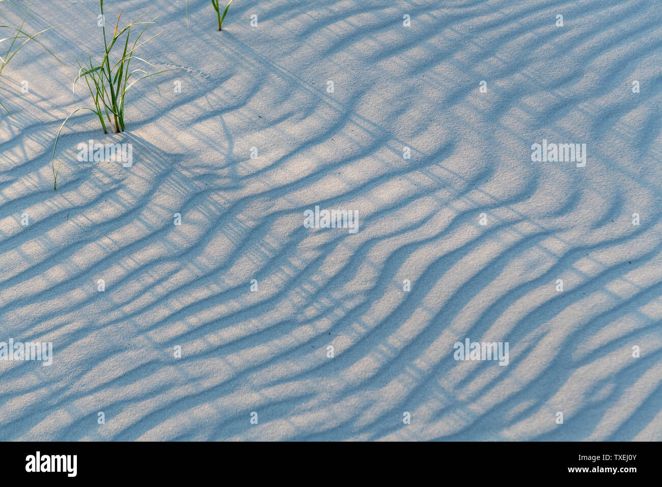 Grasses in the sand dunes cast long shadows on the corrugated sand ...