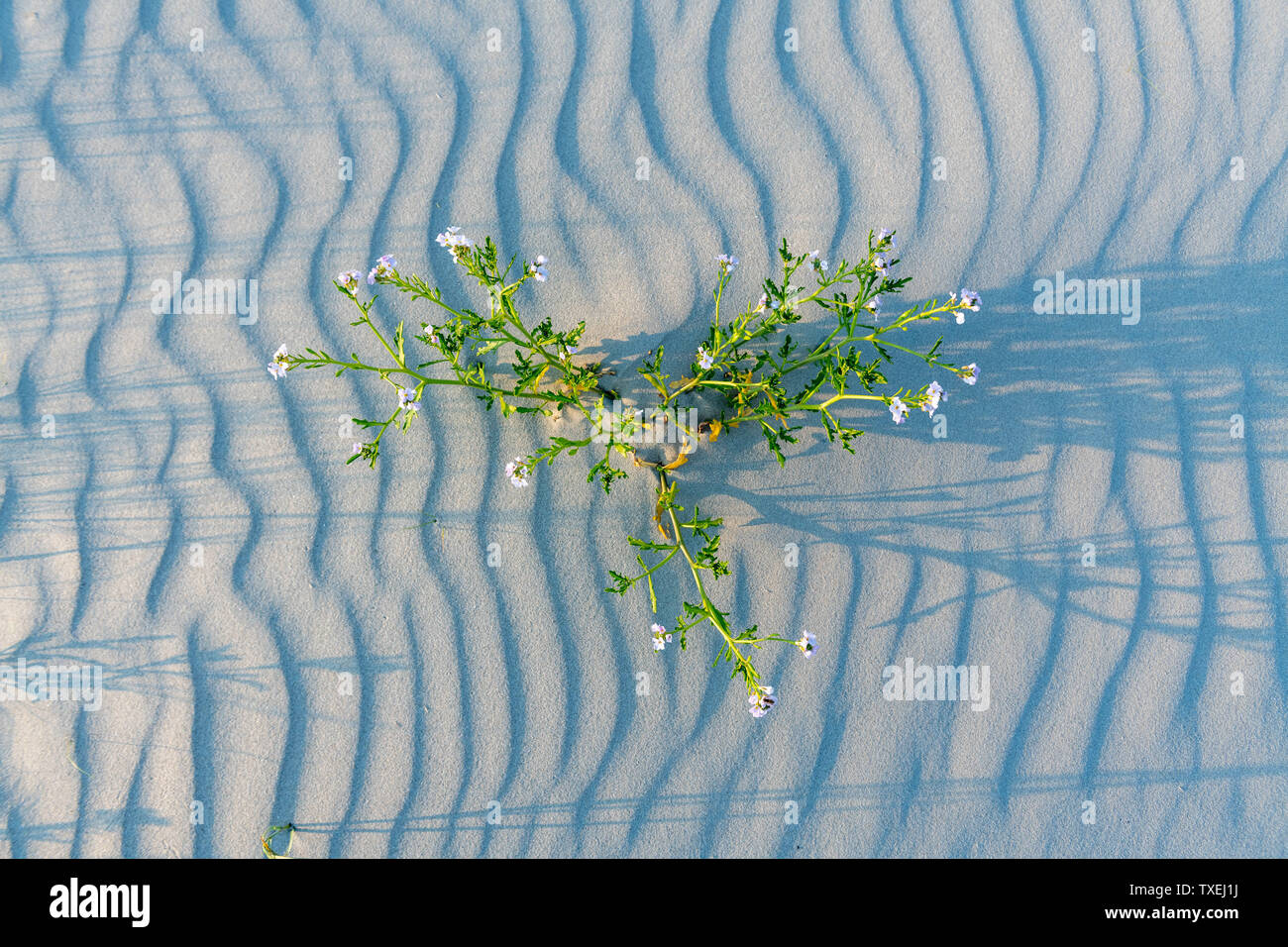 Green plant with flowers in the sand dunes cast long shadows on the ...