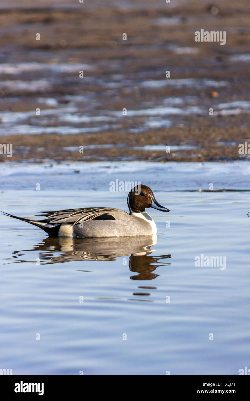 Northern pintail male duck, swimming in Burnaby Lake,Beautiful bird ...