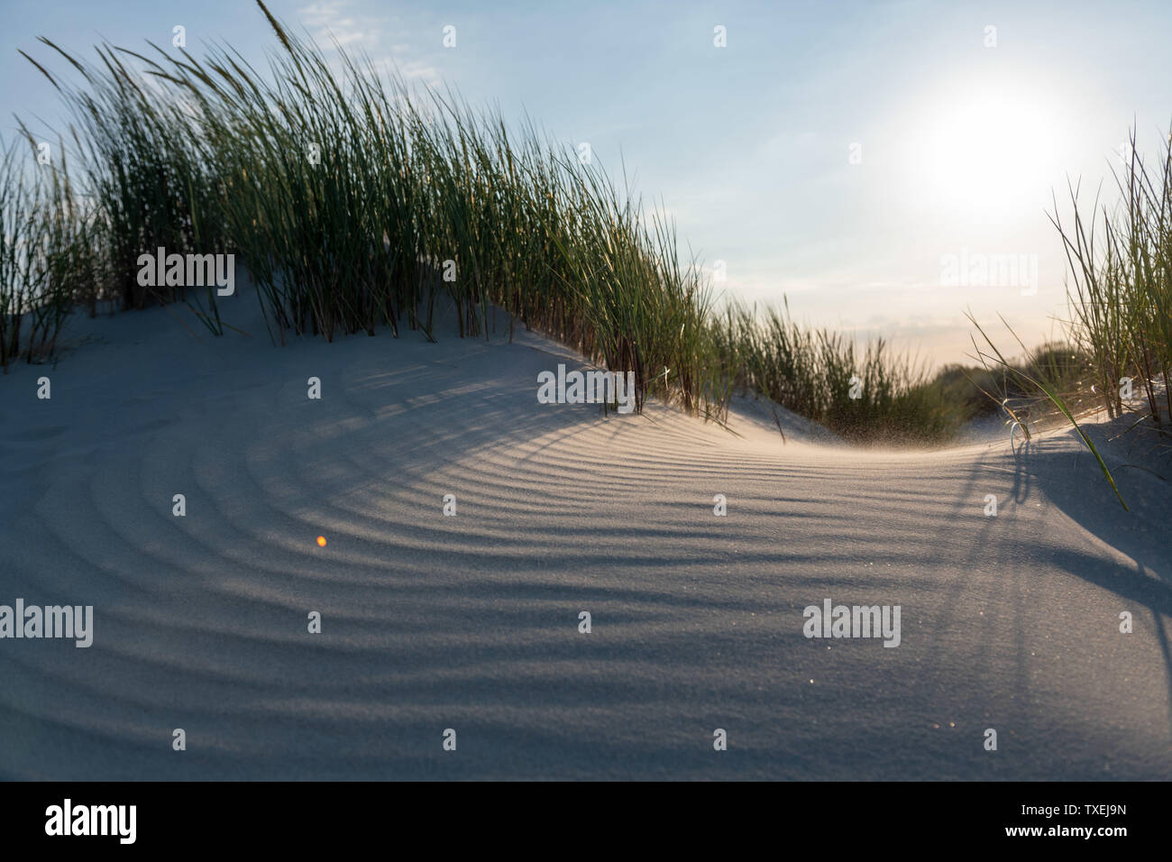 Great wavy sand surfaces in the dunes framed by green grasses Stock ...