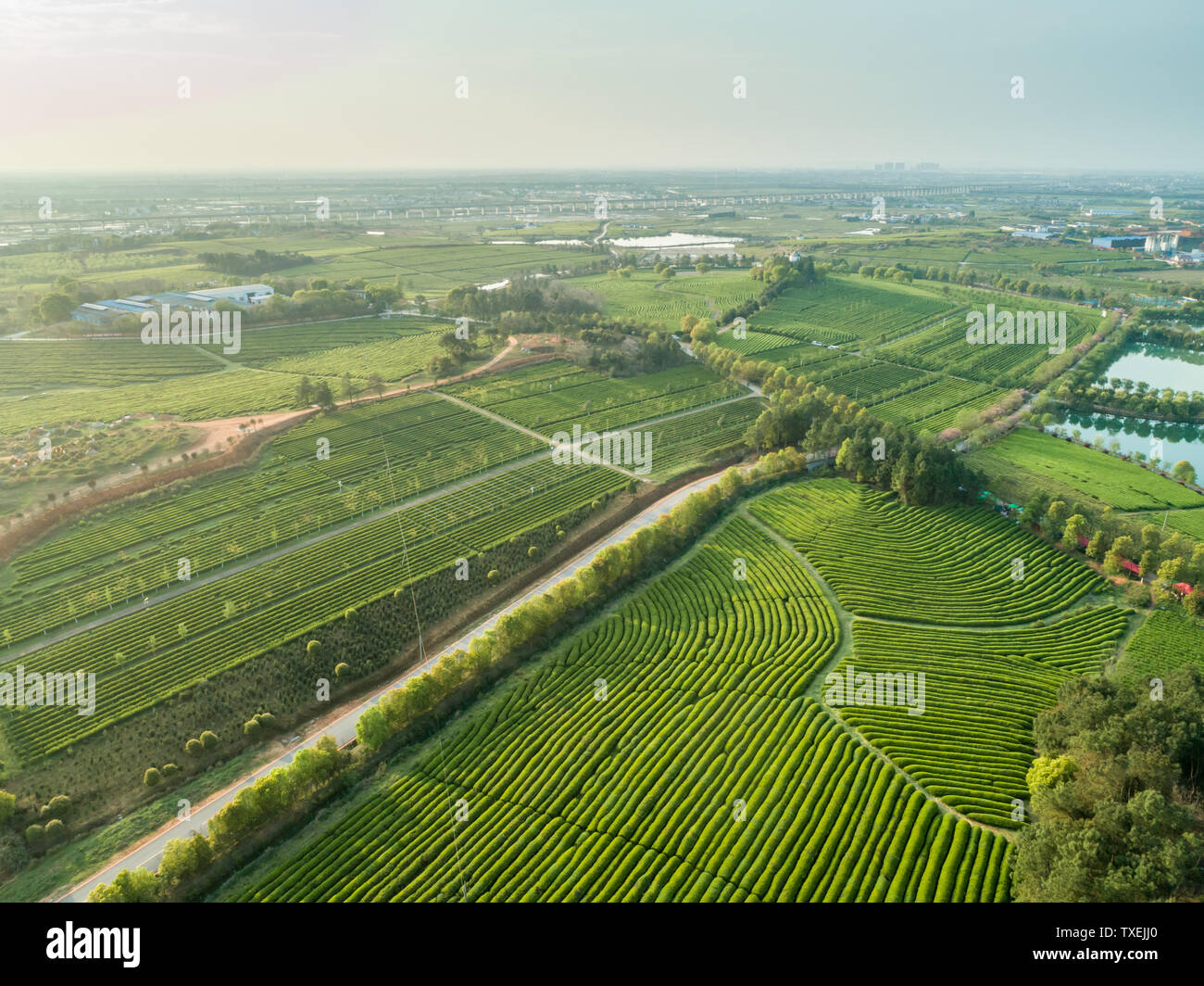 The tea garden overlooking the Fenghuanggou scenic spot in Nanchang ...