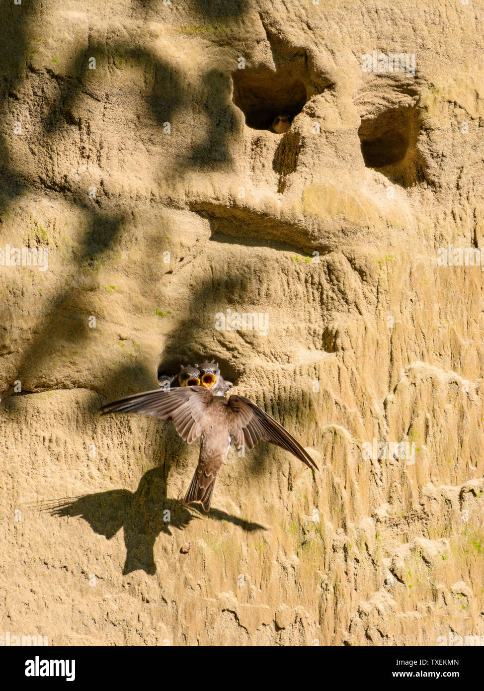 Sand martin young nest britain hi-res stock photography and images - Alamy