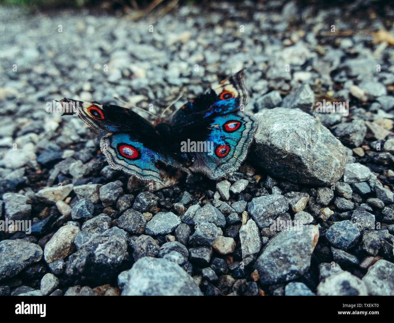 Butterflies on road hi-res stock photography and images - Alamy