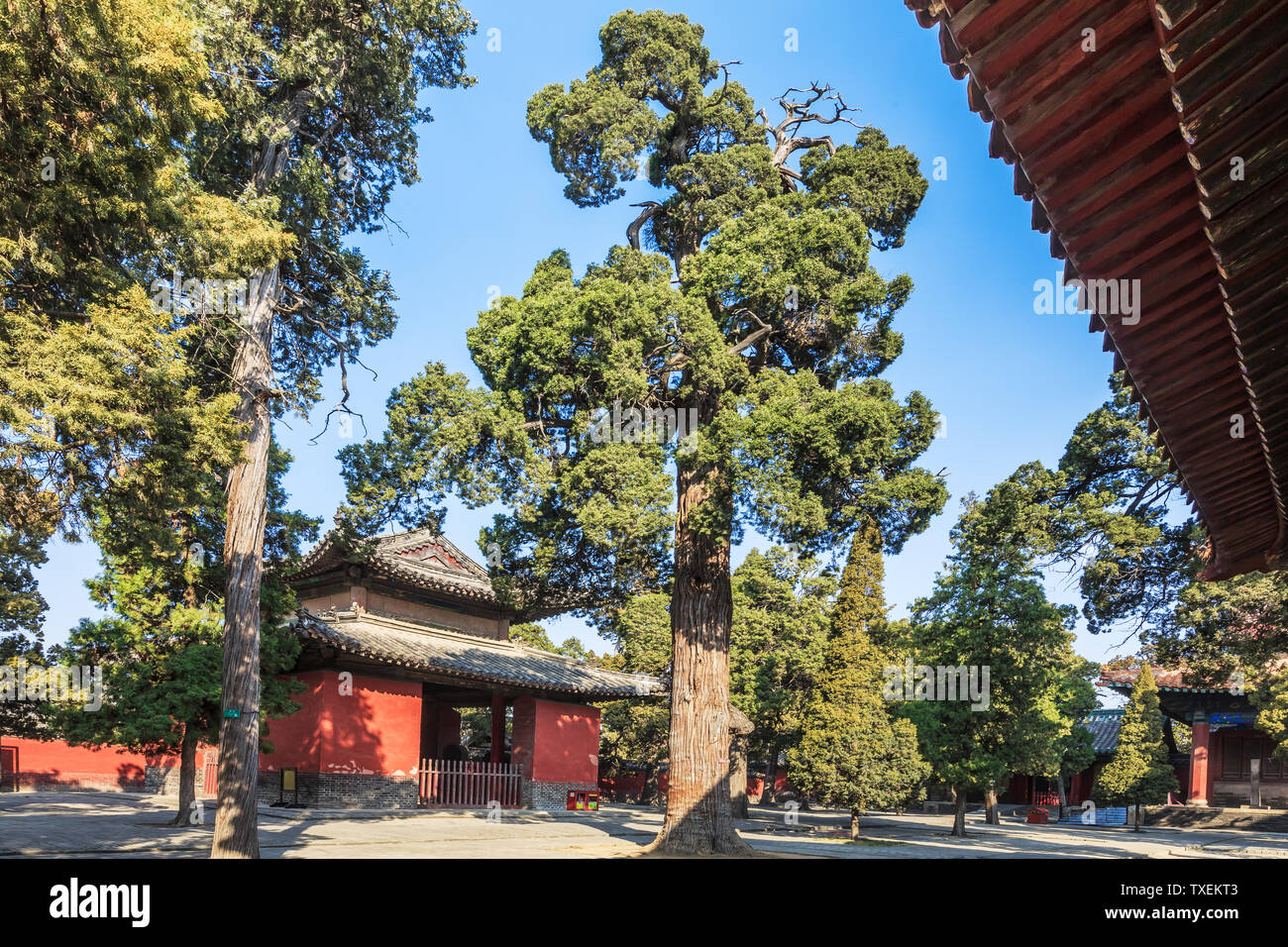 Ancient Tree and Ancient Construction in the Confucius Temple in Qufu ...