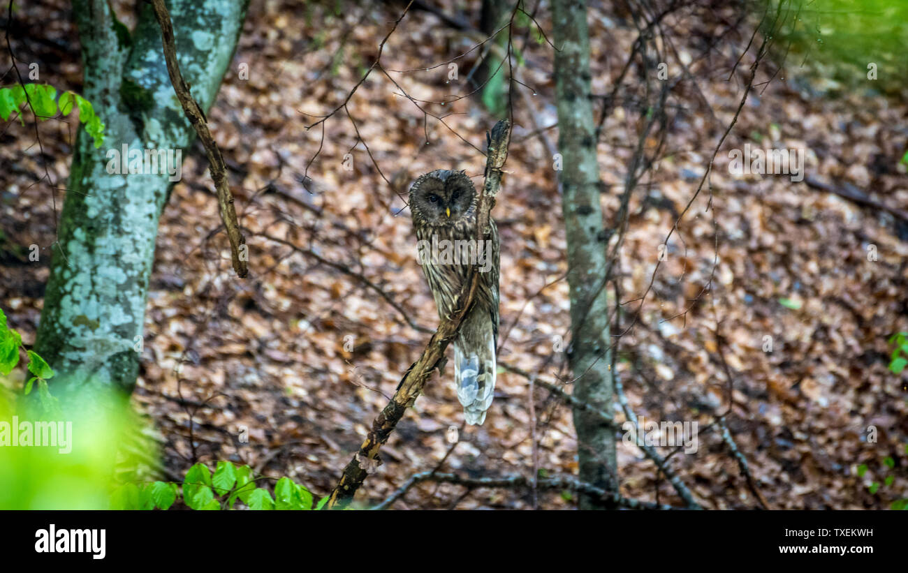 Isolated close up of an Ural Owl bird in the wild- Capetian mountains ...