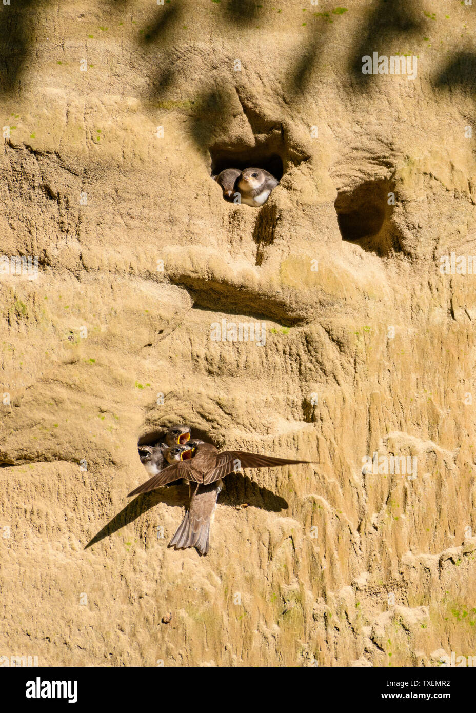 Sand Martins, Riparia riparia, feeding chicks in a sand bank above ...