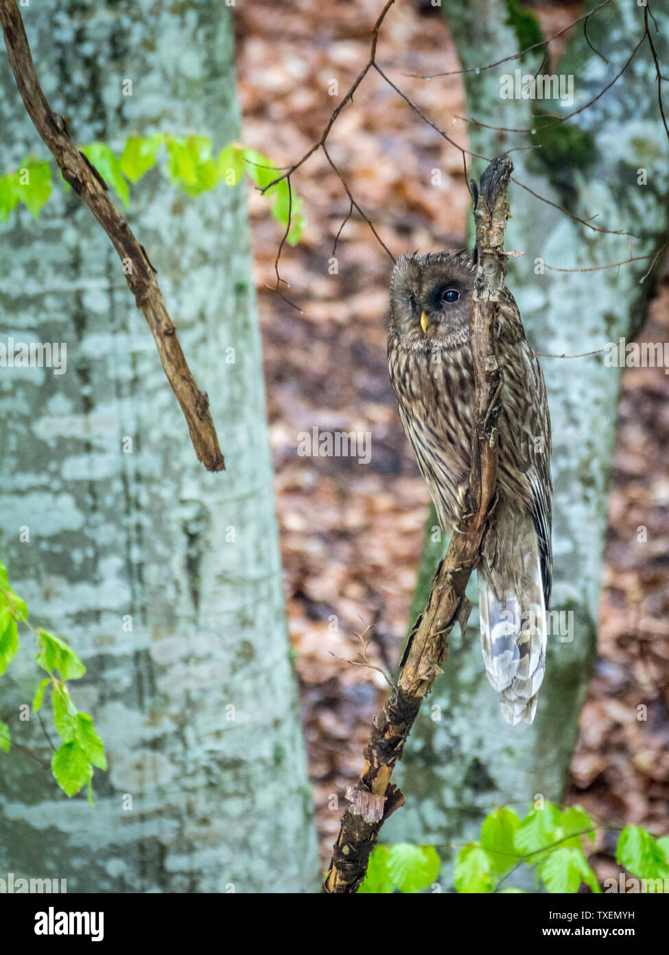 Ural owl romania hi-res stock photography and images - Alamy