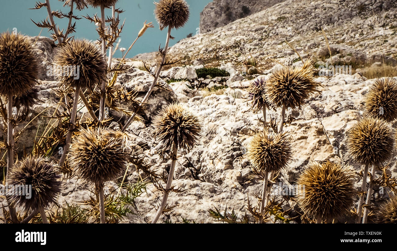 National flower of croatia hi-res stock photography and images - Alamy