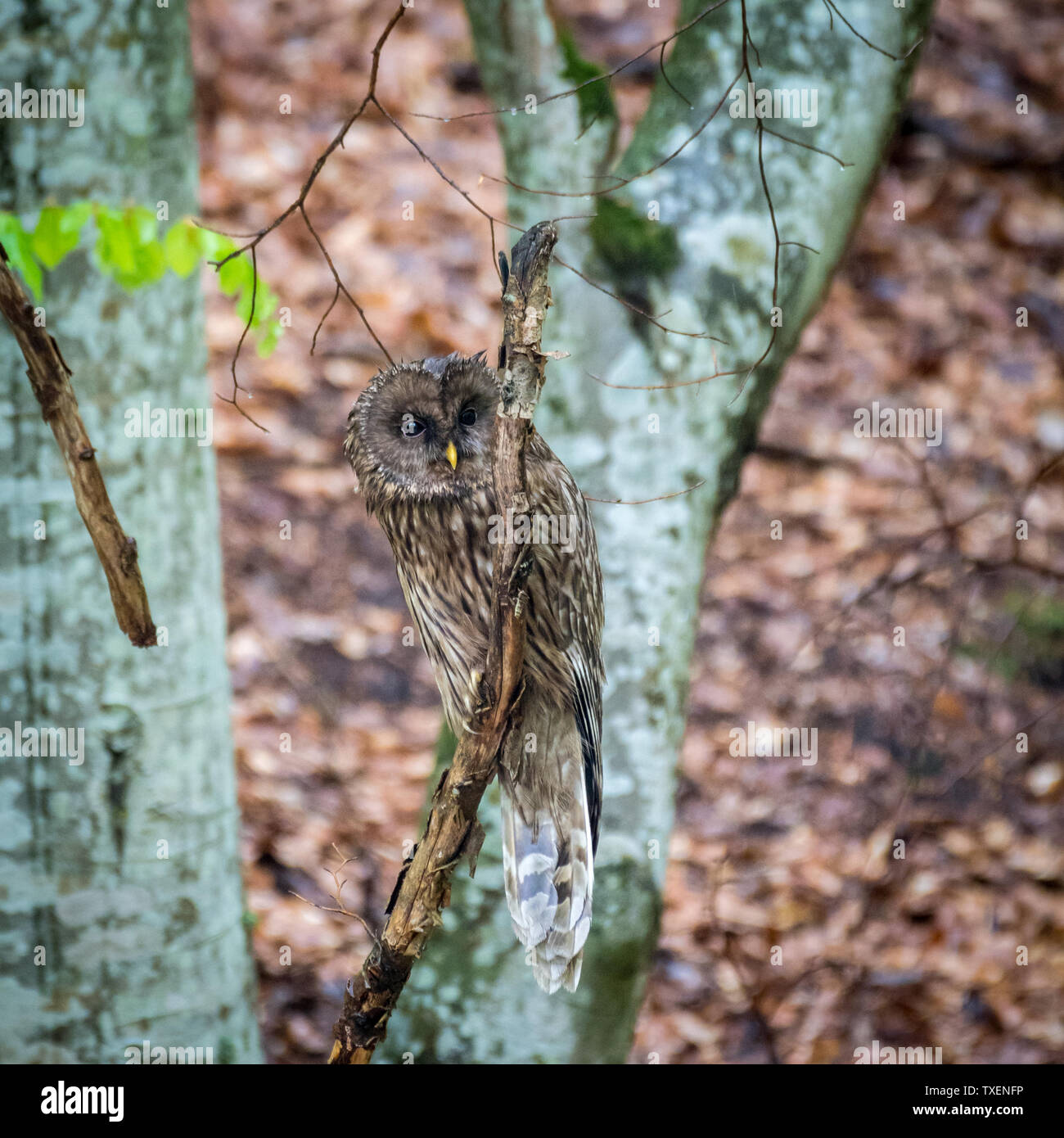 Capetian hi-res stock photography and images - Alamy