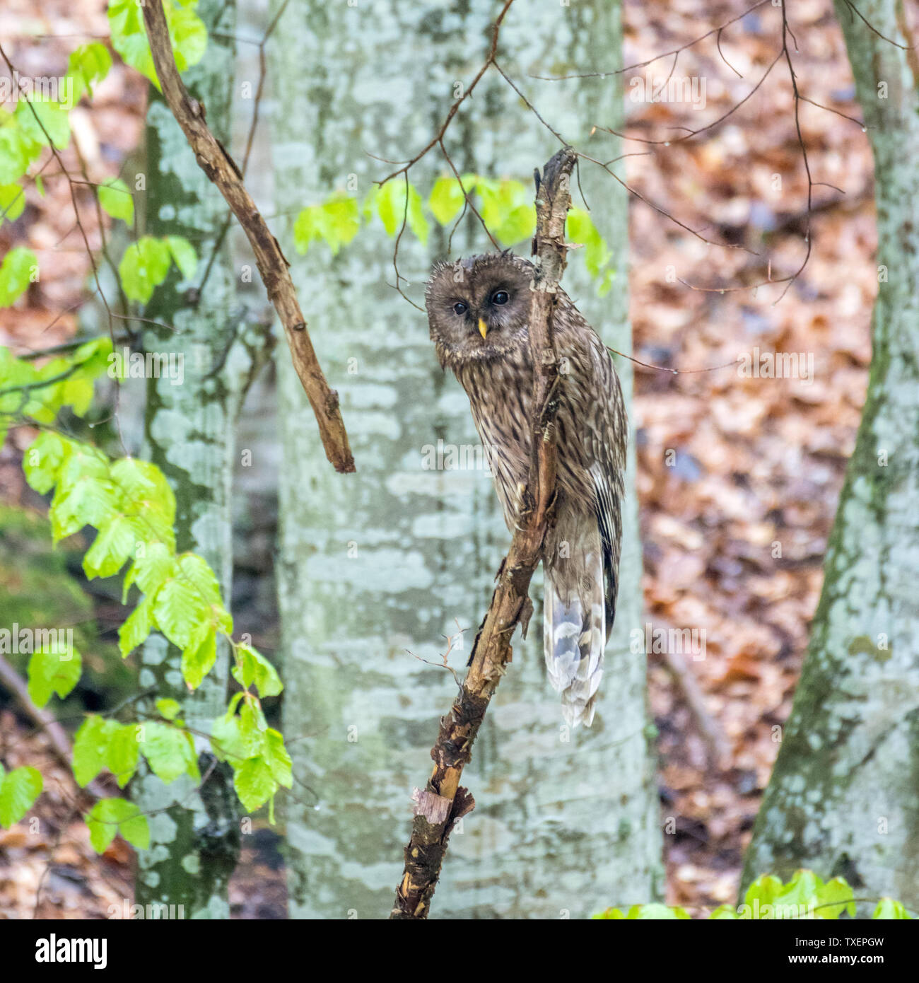 Isolated close up of an Ural Owl bird in the wild- Capetian mountains ...