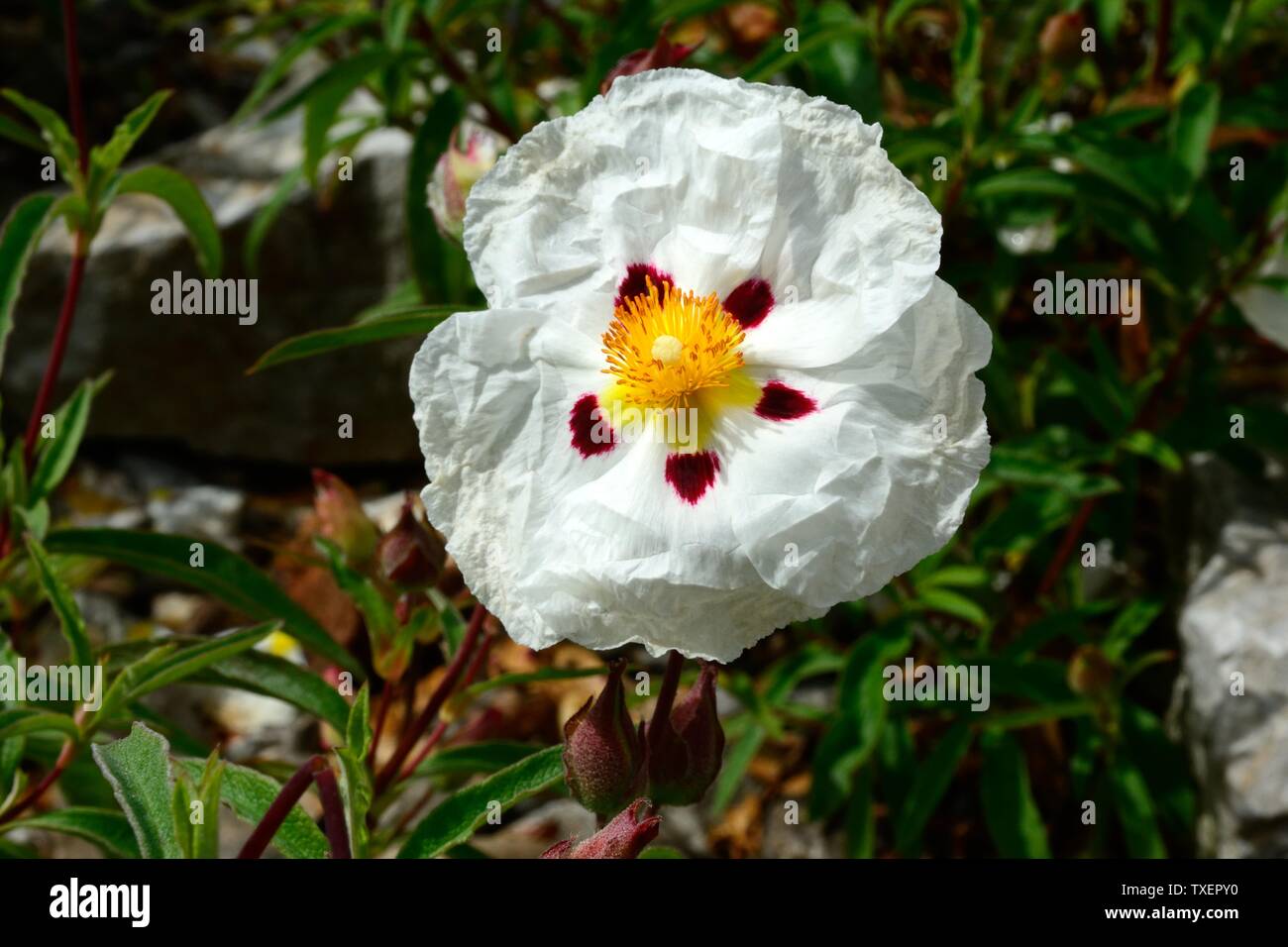 Rock Rose Cistus X Purpureus High Resolution Stock Photography and ...