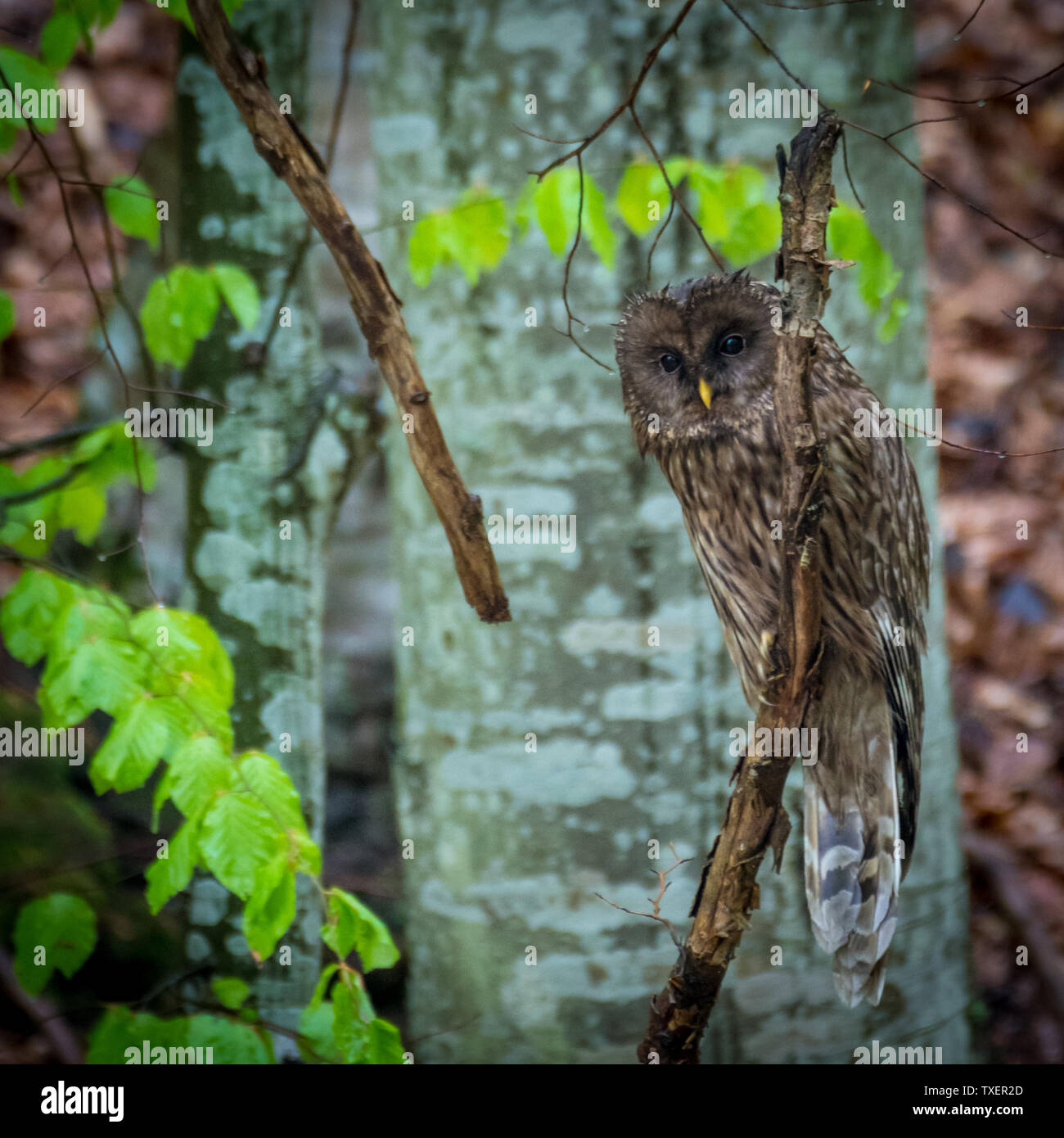 Isolated close up of an Ural Owl bird in the wild- Capetian mountains ...