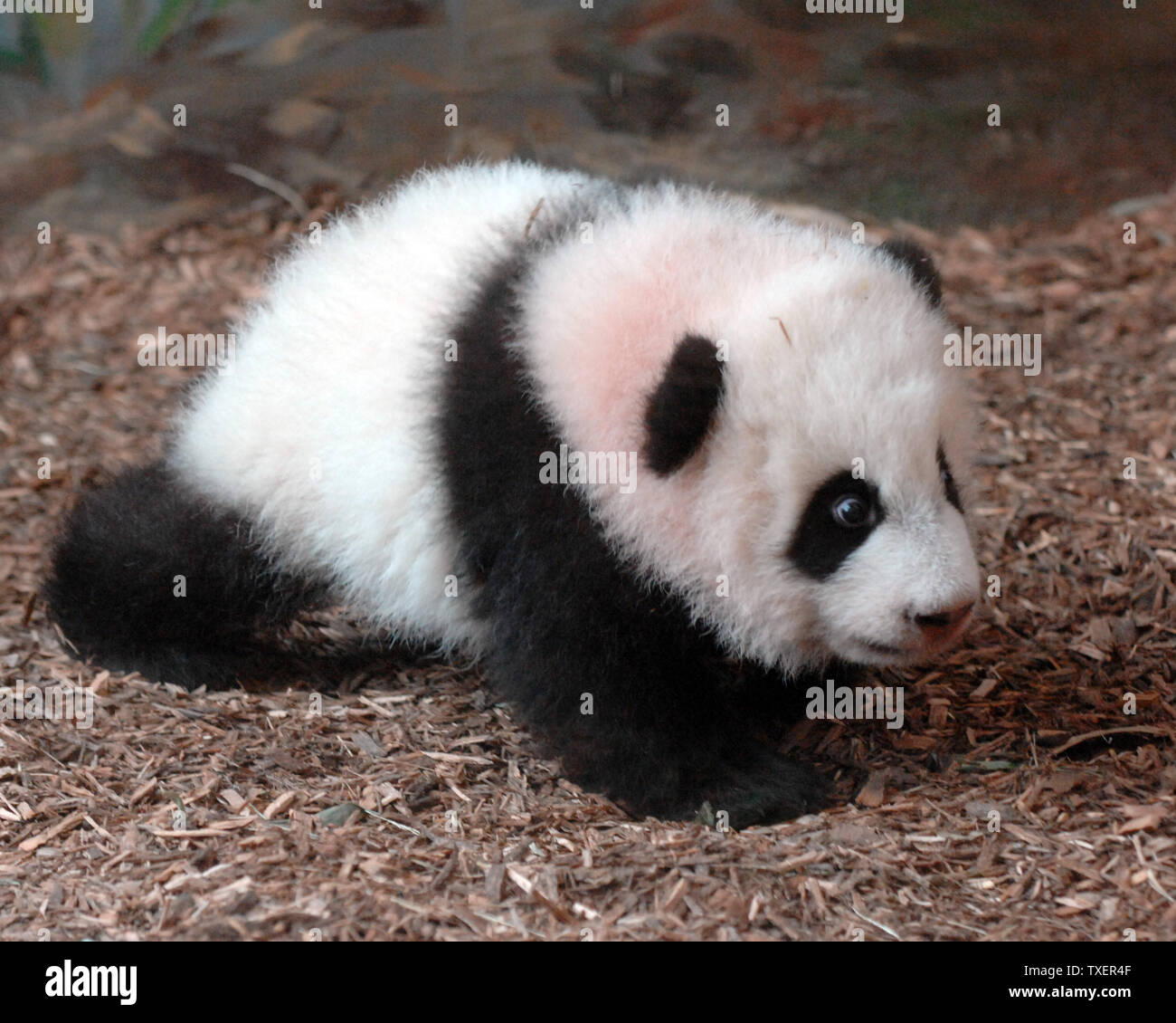 Mei lan panda hi-res stock photography and images - Alamy