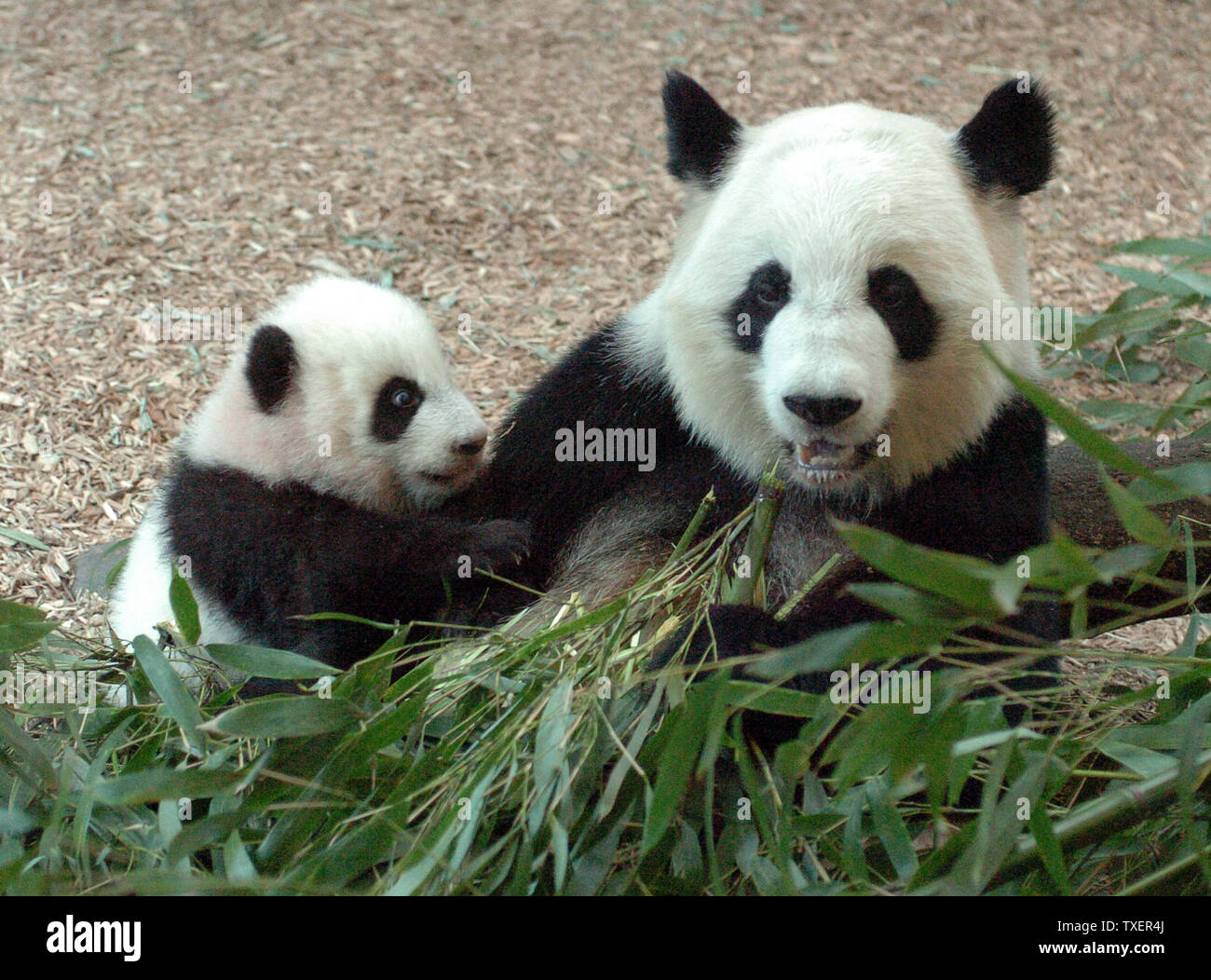 Mei lan panda hi-res stock photography and images - Alamy