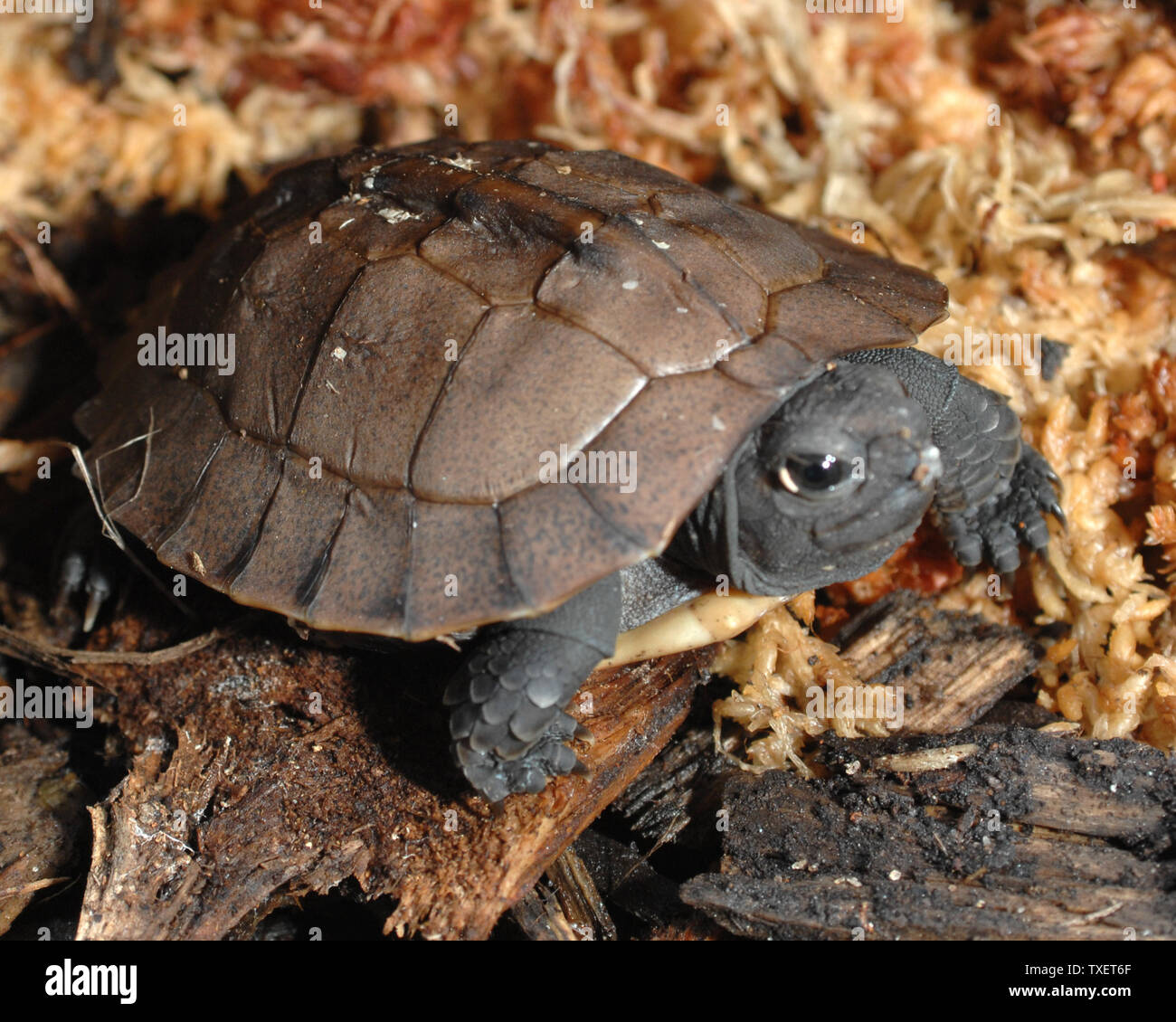 Arakan Forest Turtle