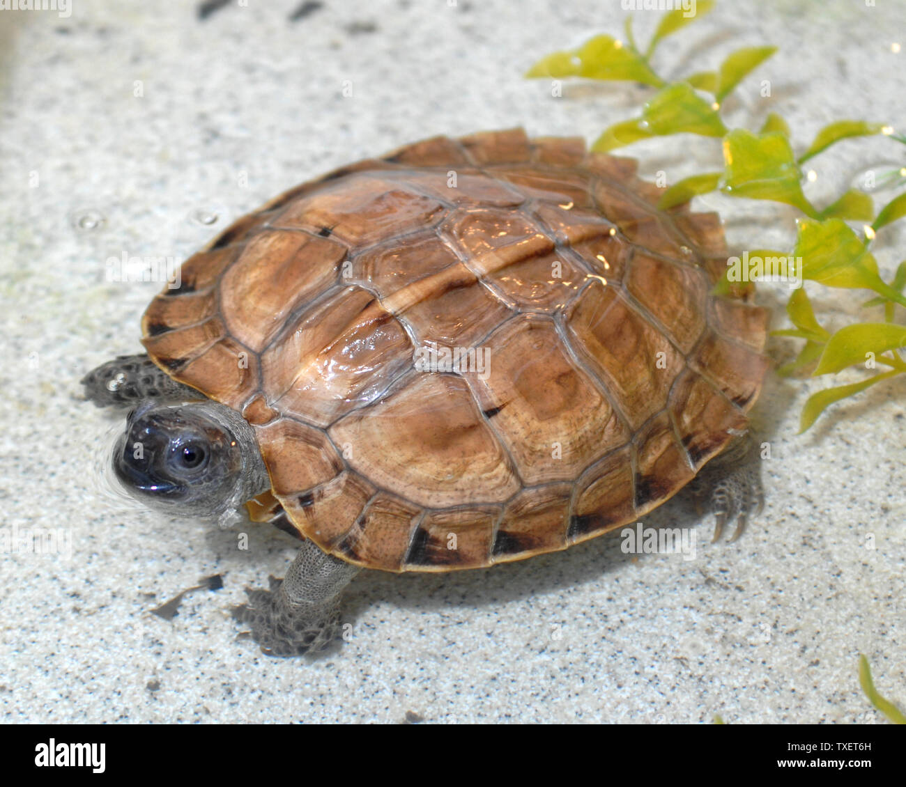 Arakan Forest Turtle