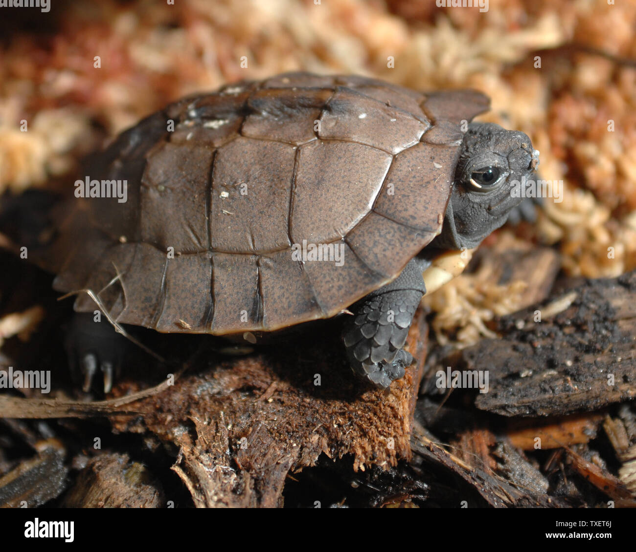Fourth specimens hi-res stock photography and images - Alamy