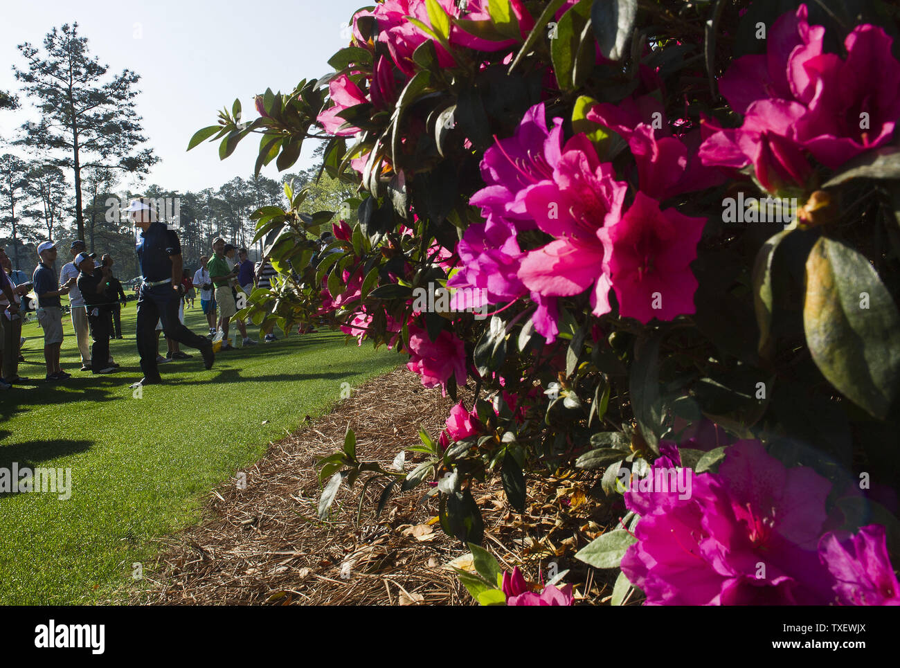 Augusta national golf club azaleas hi-res stock photography and images ...