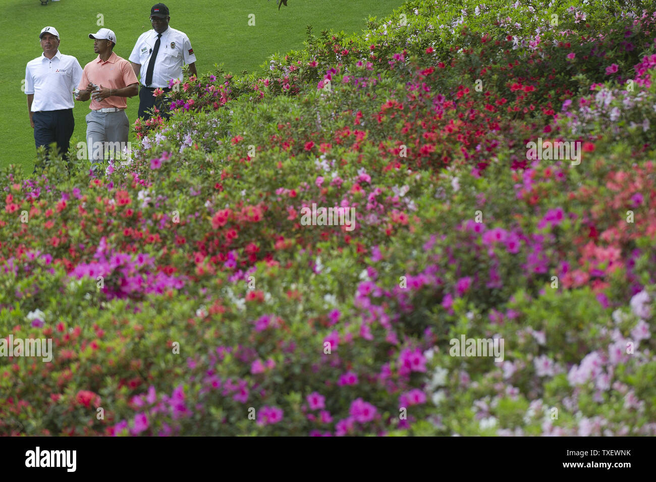 Augusta national golf club azaleas hi-res stock photography and images ...