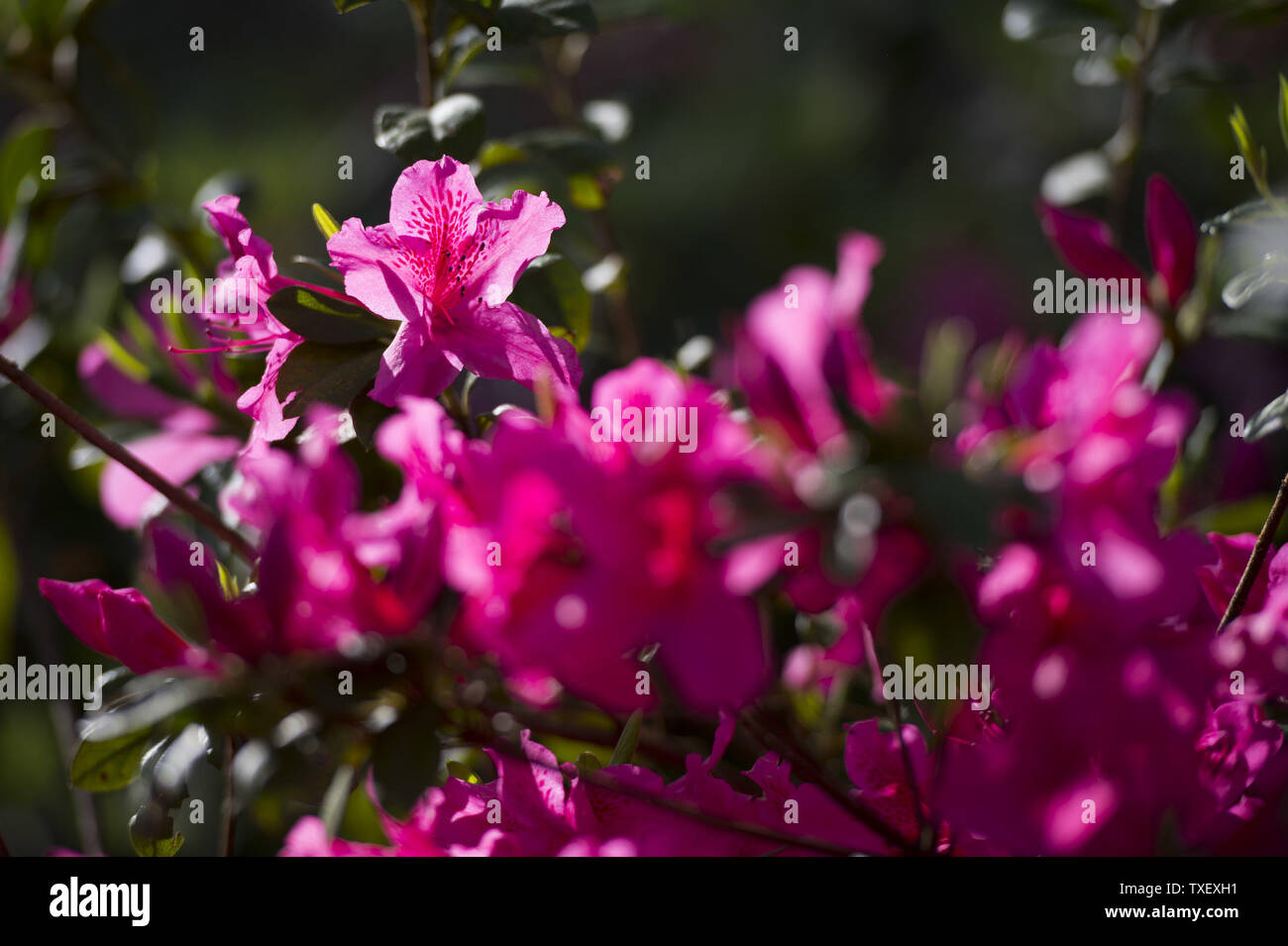 Azaleas are seen in full bloom during a practice round prior to the ...
