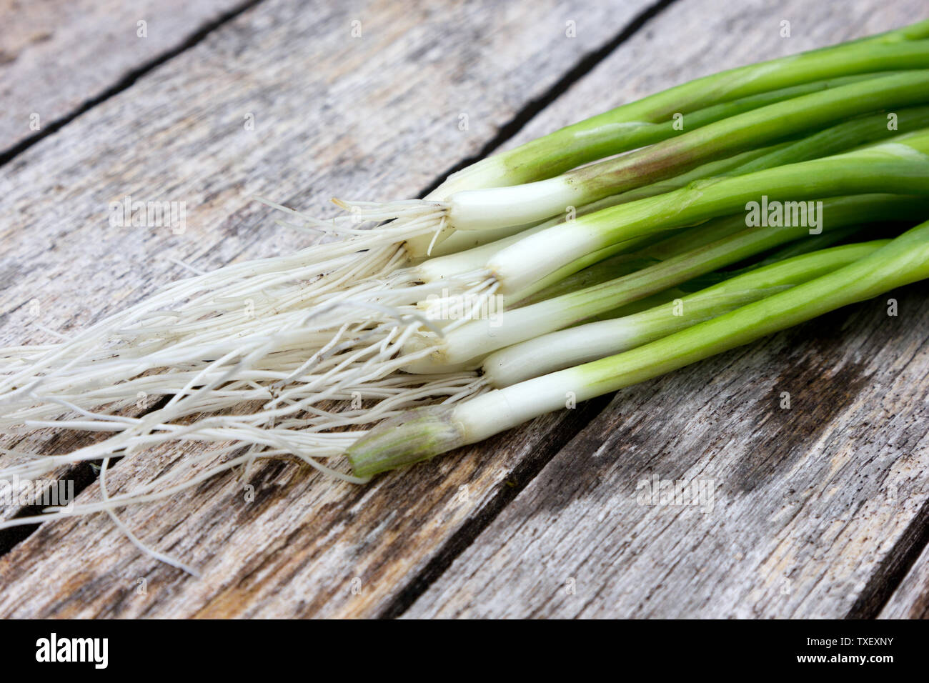 Alliums onions hi-res stock photography and images - Alamy