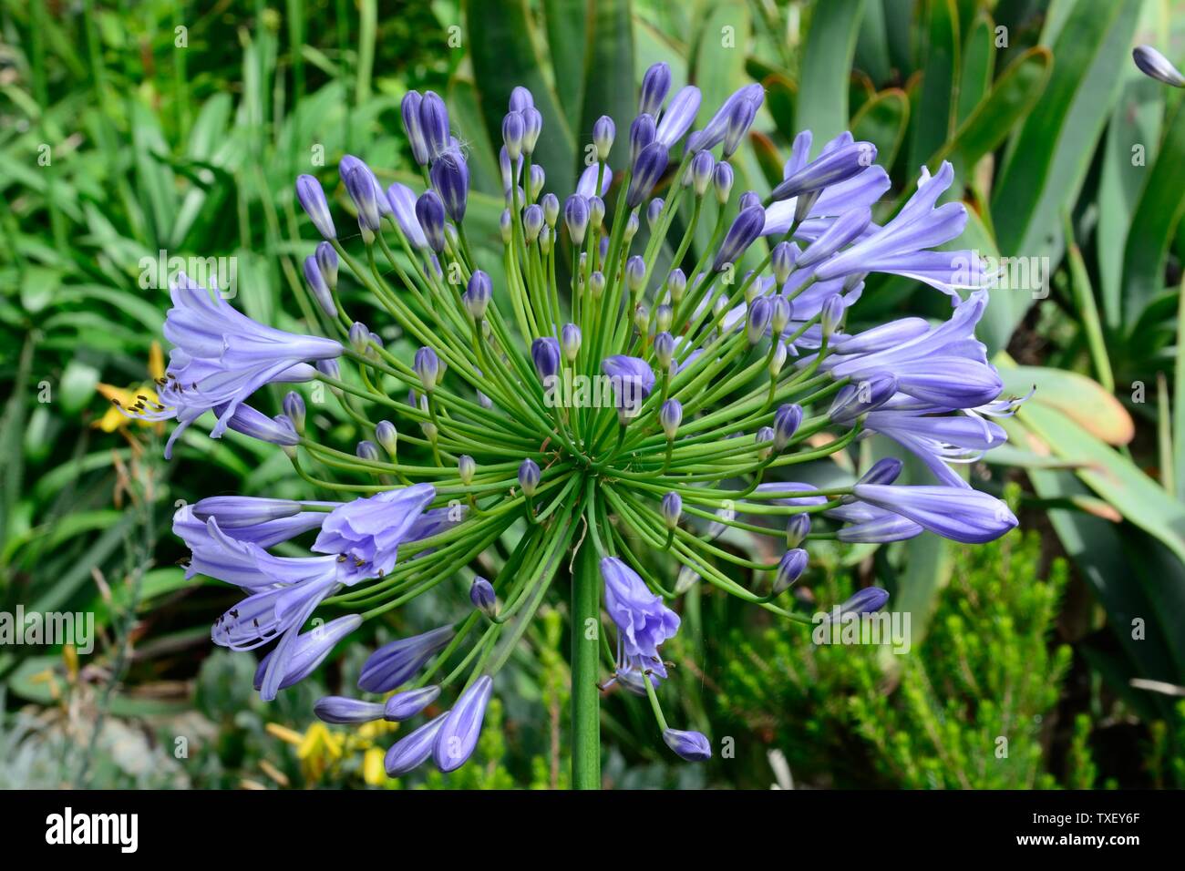 Agapanthus African Lily flower Stock Photo - Alamy