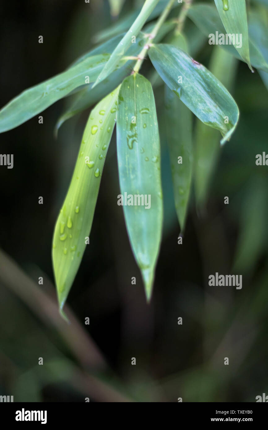 Zhao tuo park hi-res stock photography and images - Alamy