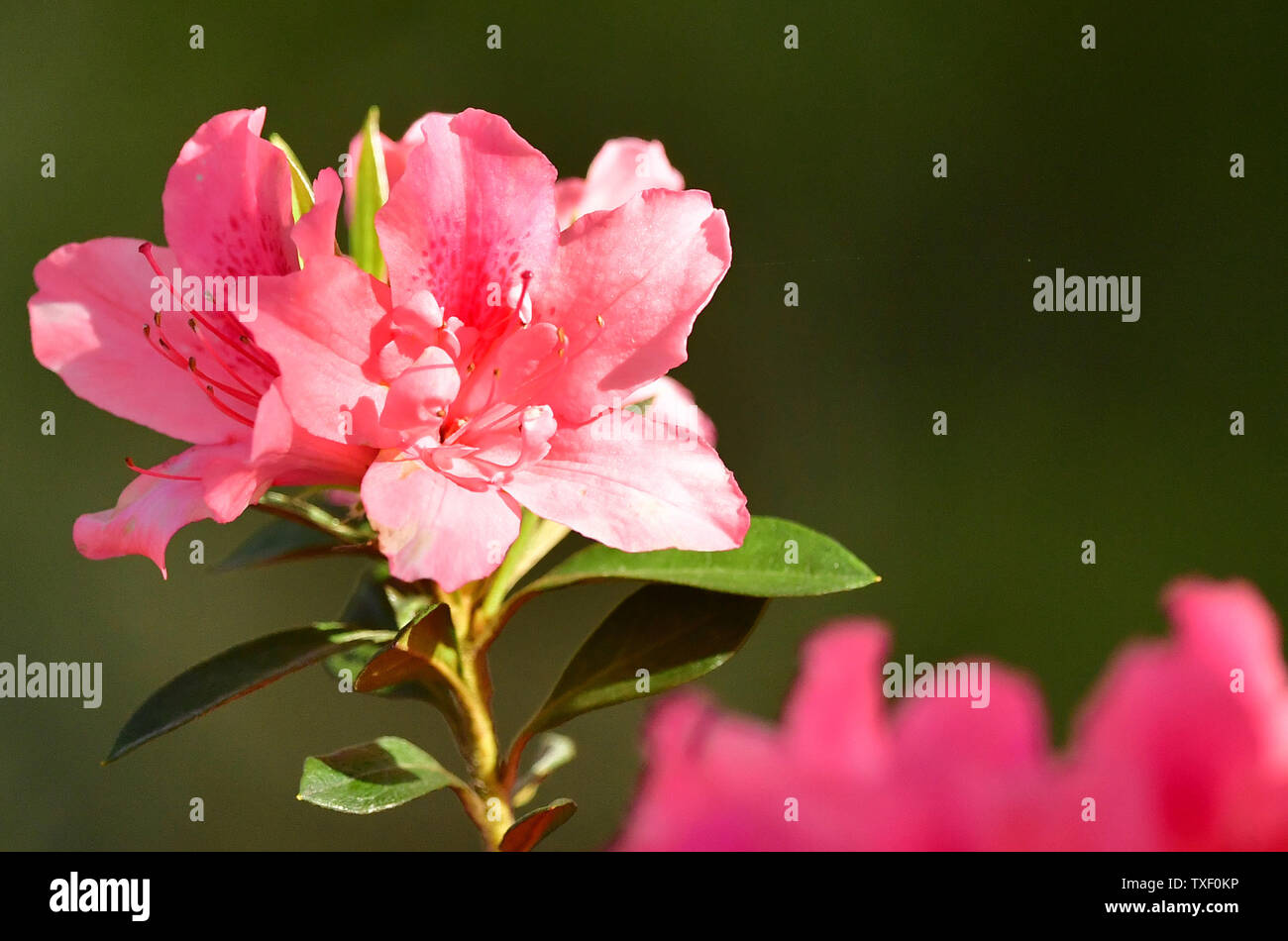 Augusta golf azalea hi-res stock photography and images - Alamy