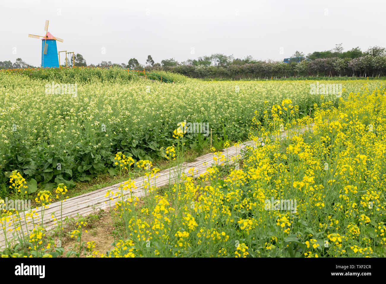 oilfield flower field Stock Photo - Alamy