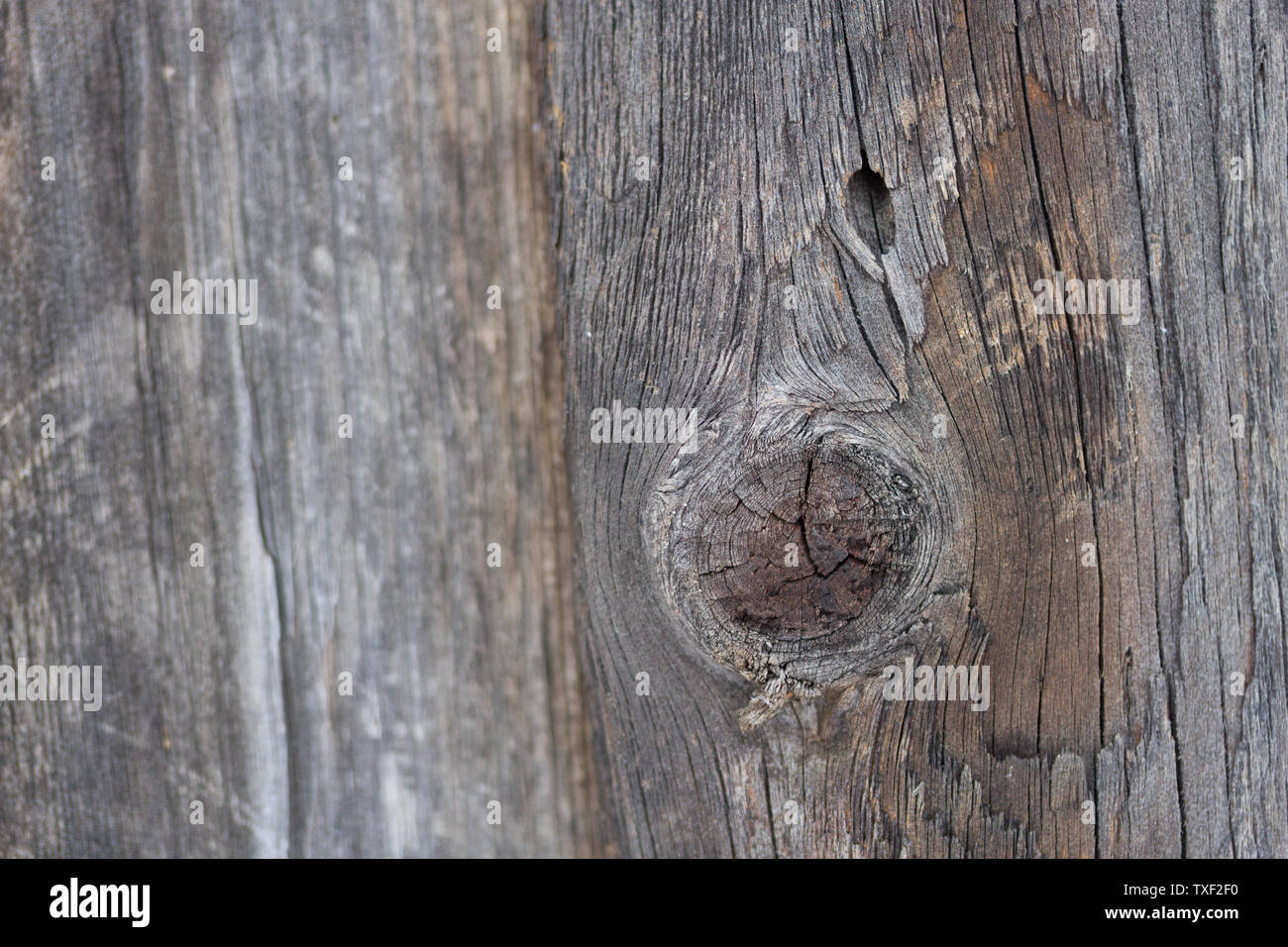 Bark Tree Texture. use as background Stock Photo - Alamy