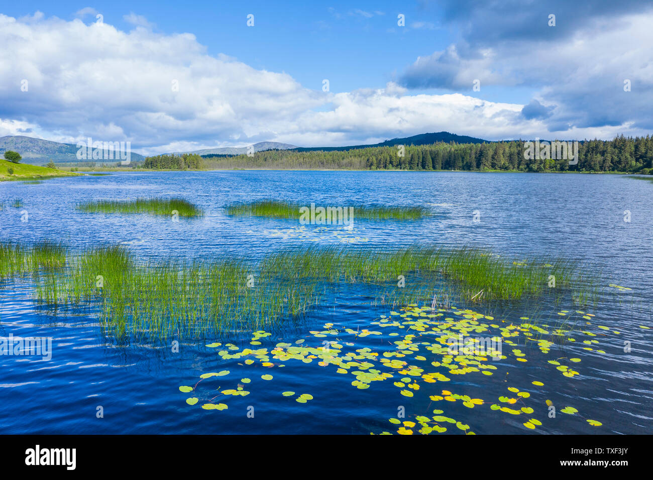 Forest waterlily hi-res stock photography and images - Alamy