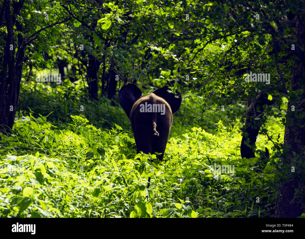 Africa, Zimbabwe, manaturals, national parks, animals, elephants, baby ...