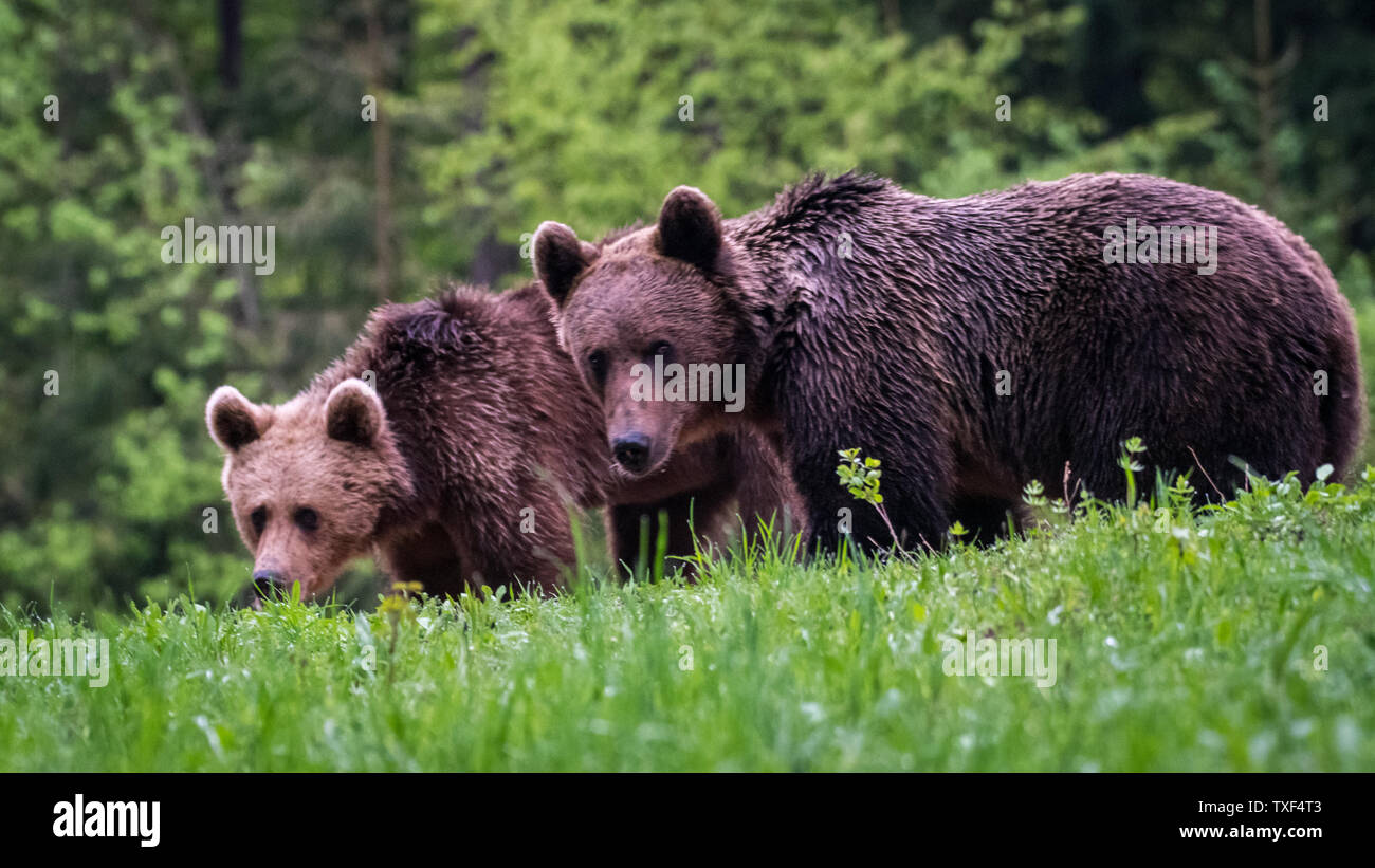 Brown bear romania hi-res stock photography and images - Alamy