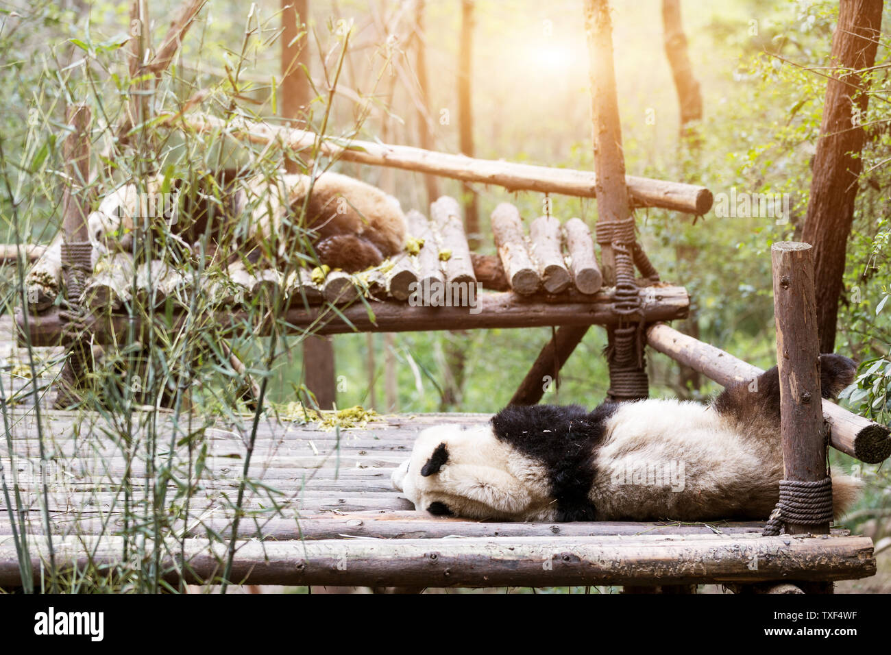 Nature Wood Animal Animals Outdoor Mammals Tree Wild Lawn. Lovely ...