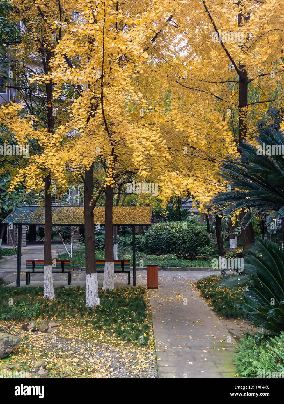 Big ginkgo trees hi-res stock photography and images - Alamy