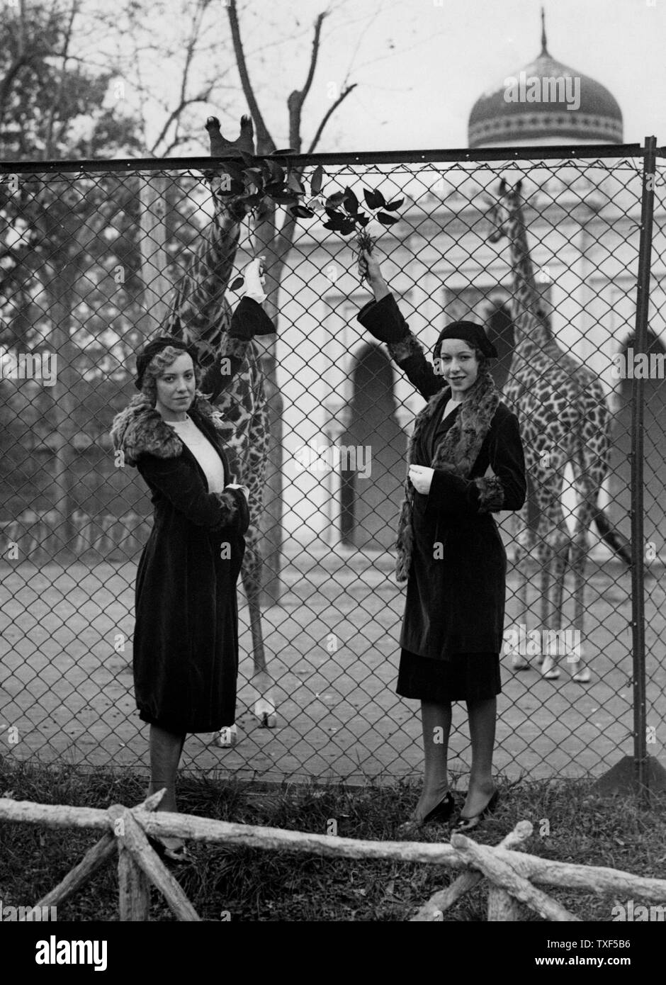 Zoo models hi-res stock photography and images - Alamy