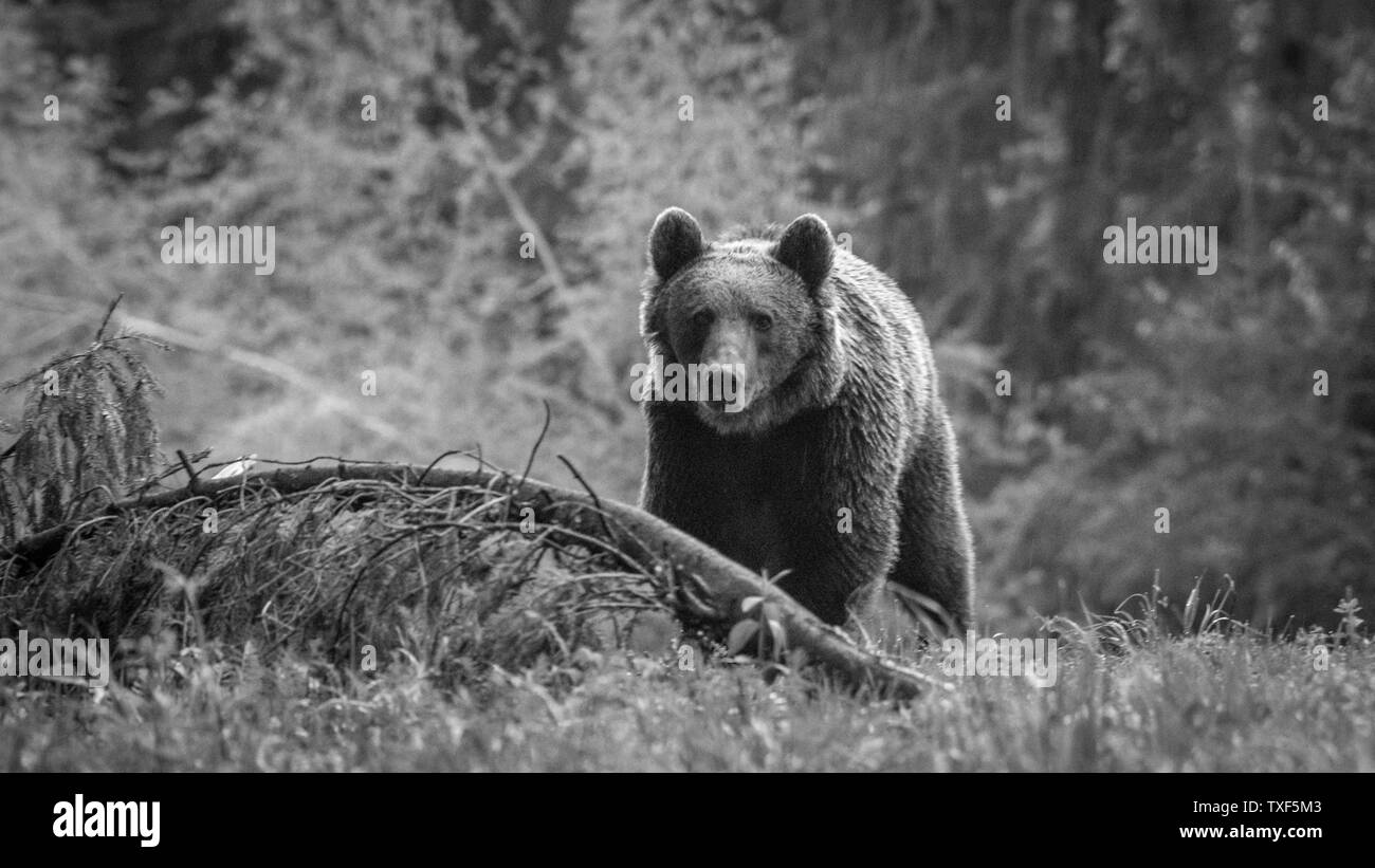 Cute forest bear wild Black and White Stock Photos & Images - Alamy