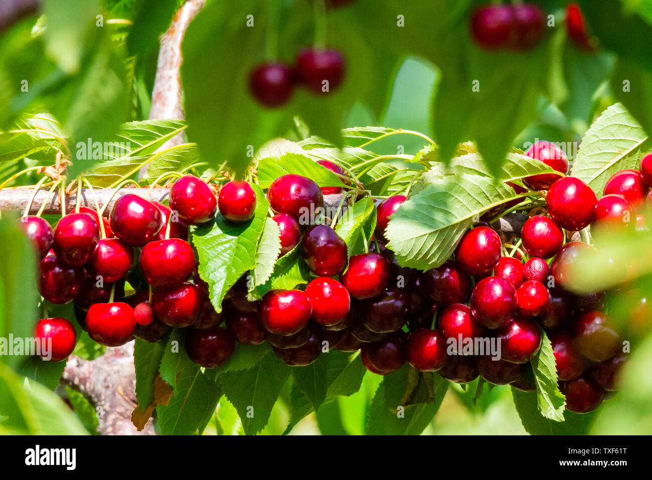 Cherries on a branch of a fruit tree in the sunny garden. Bunch of ...