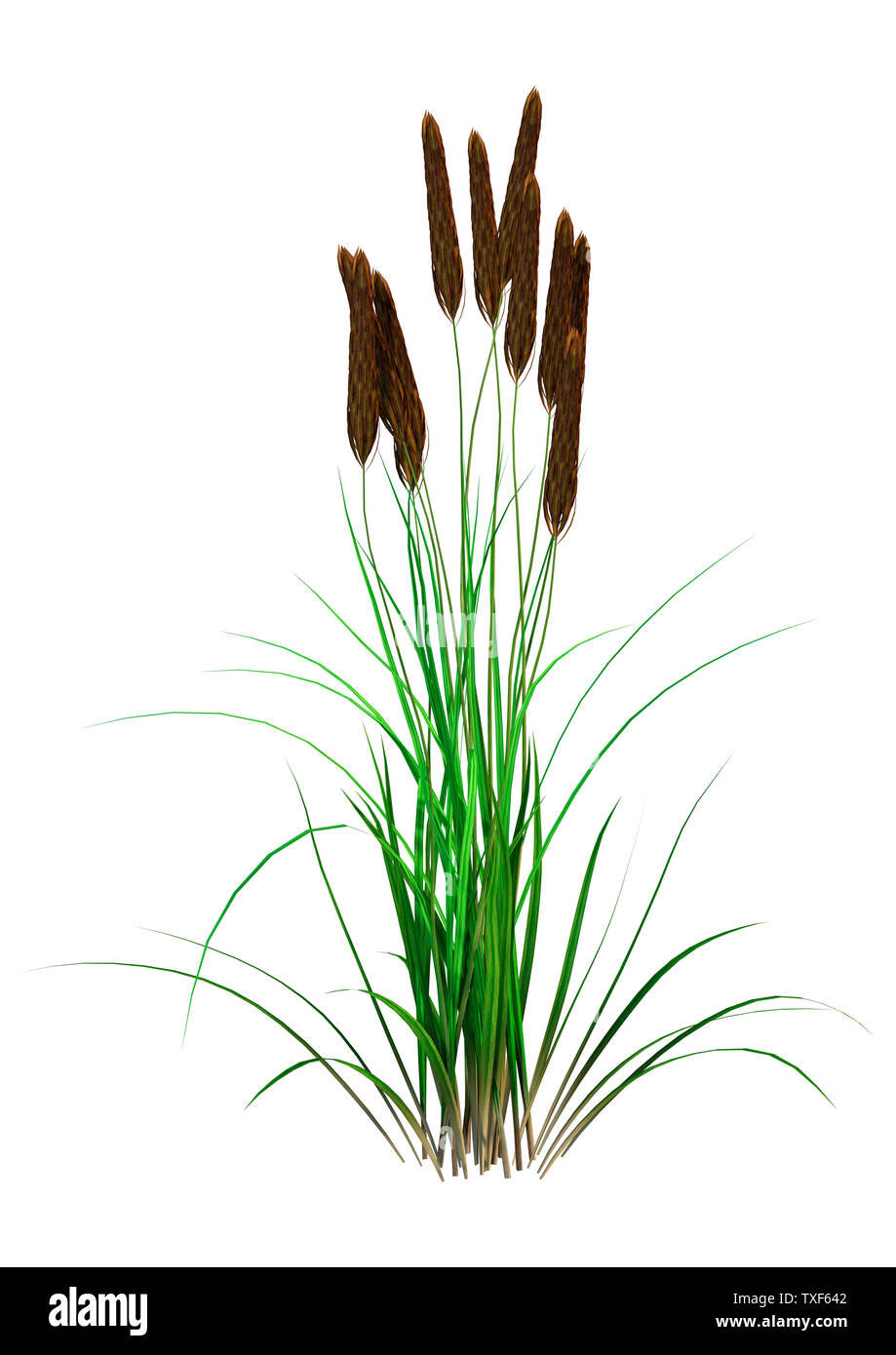 Bulrush plant Cut Out Stock Images & Pictures - Alamy