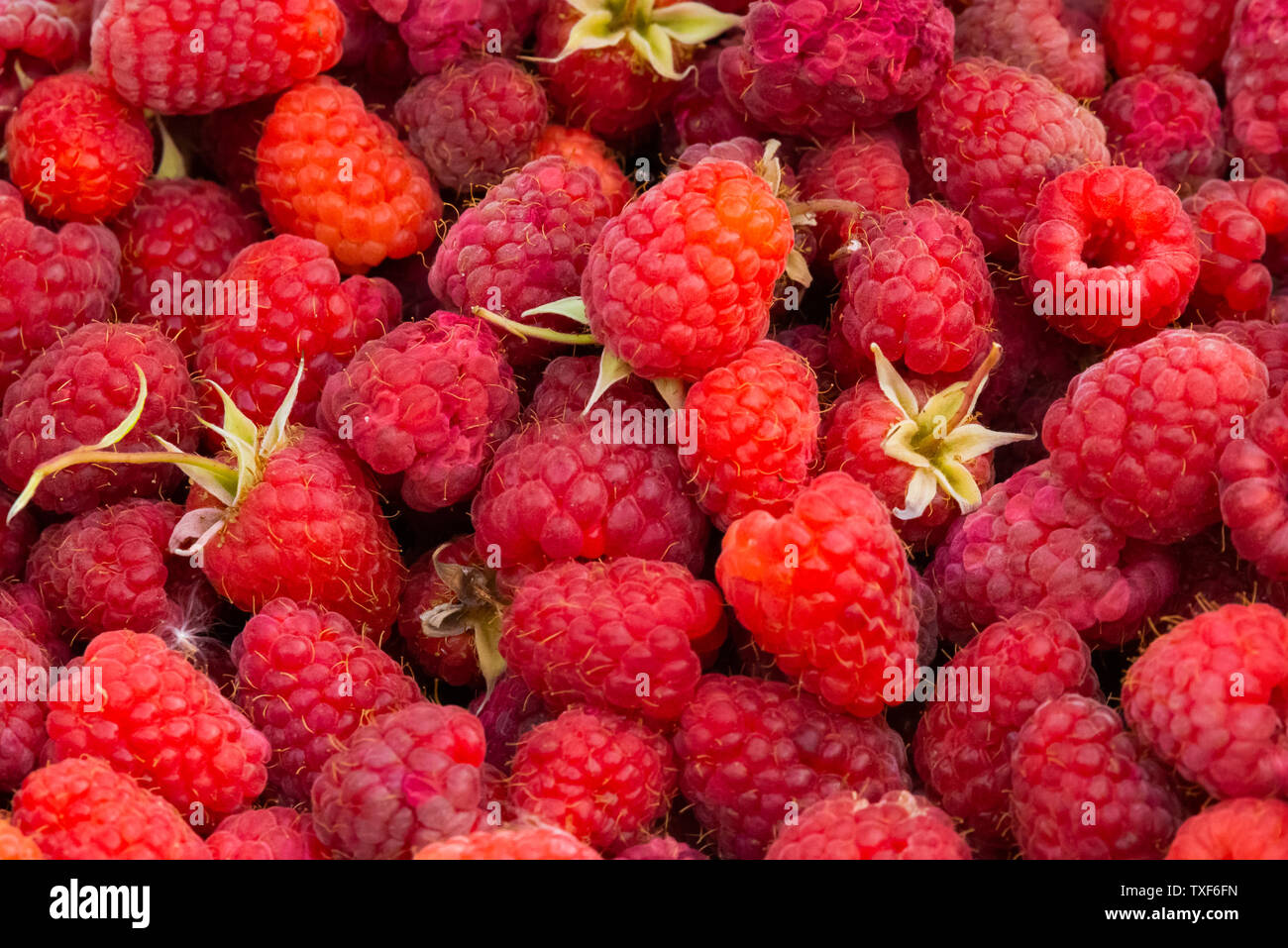 Fresh raspberries background closeup photo. Natural food background ...