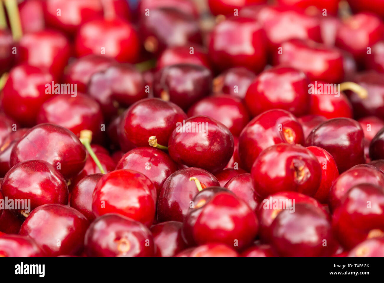 Close up of pile of ripe cherries with stalks and leaves. Large ...