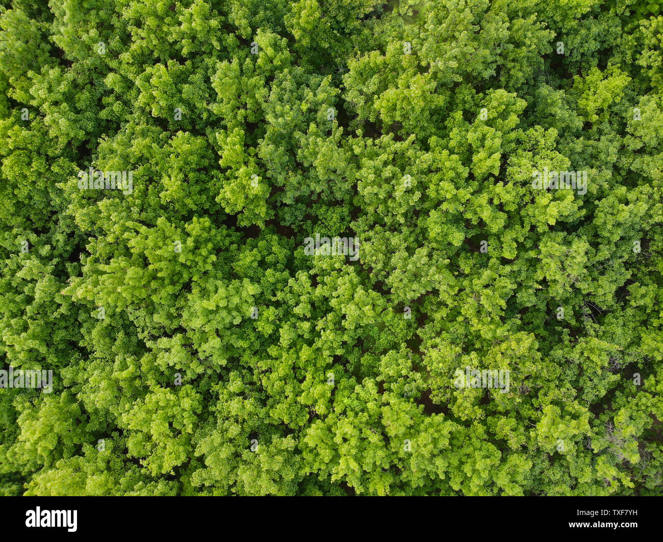 Aerial pictures of forest landscapes Stock Photo - Alamy